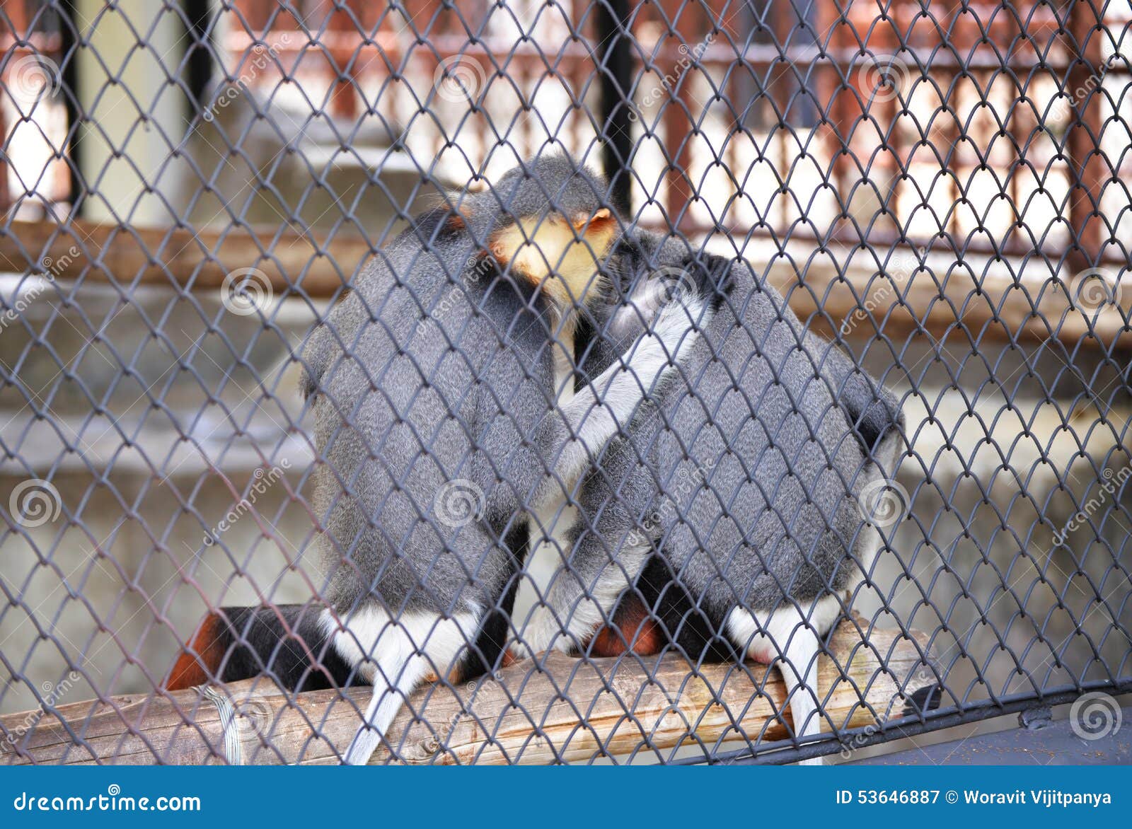 Monkey in a Cage stock image. Image of bars, climb, alone - 53646887