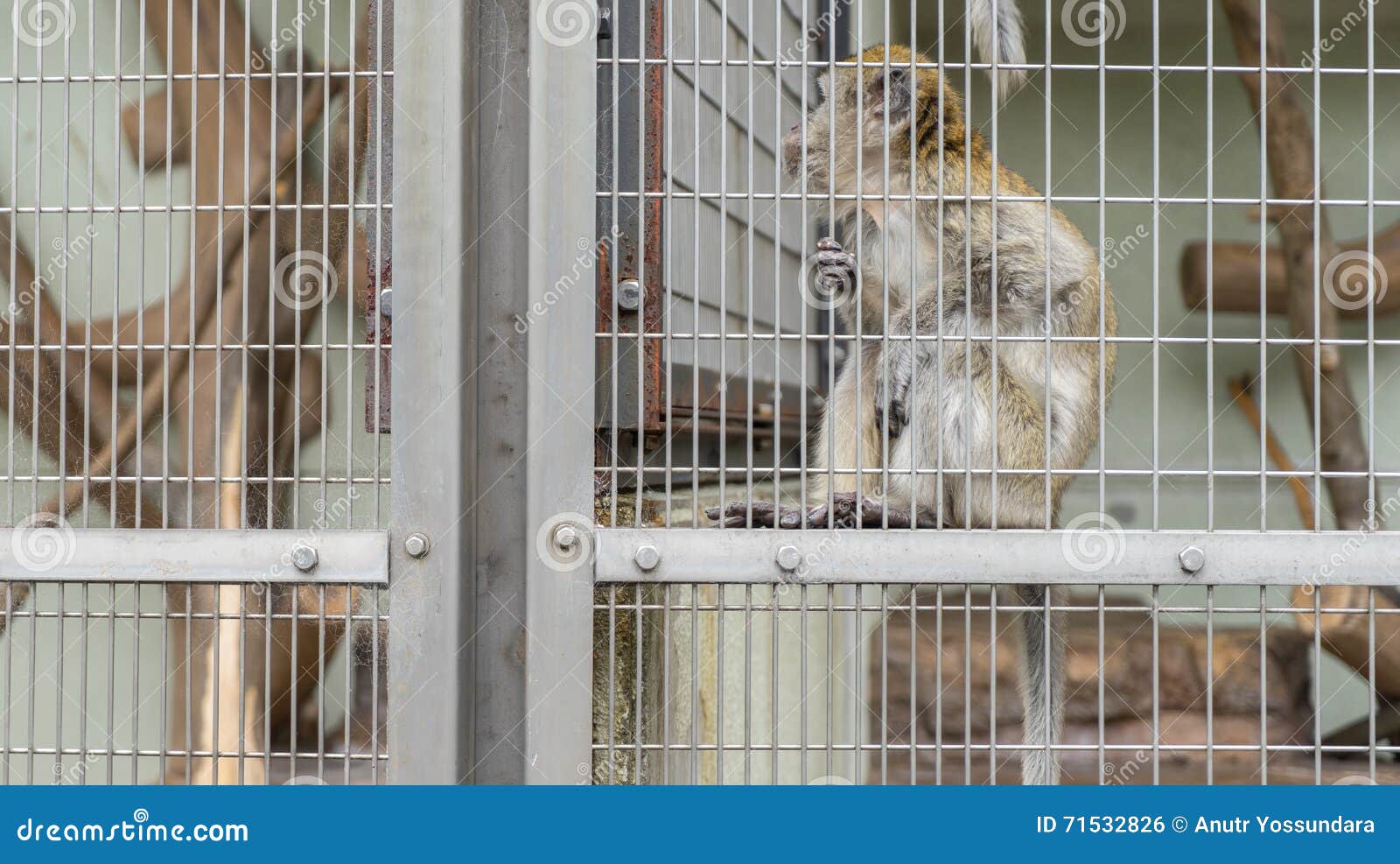 Monkey in a Cage stock photo. Image of brown, despair - 71532826