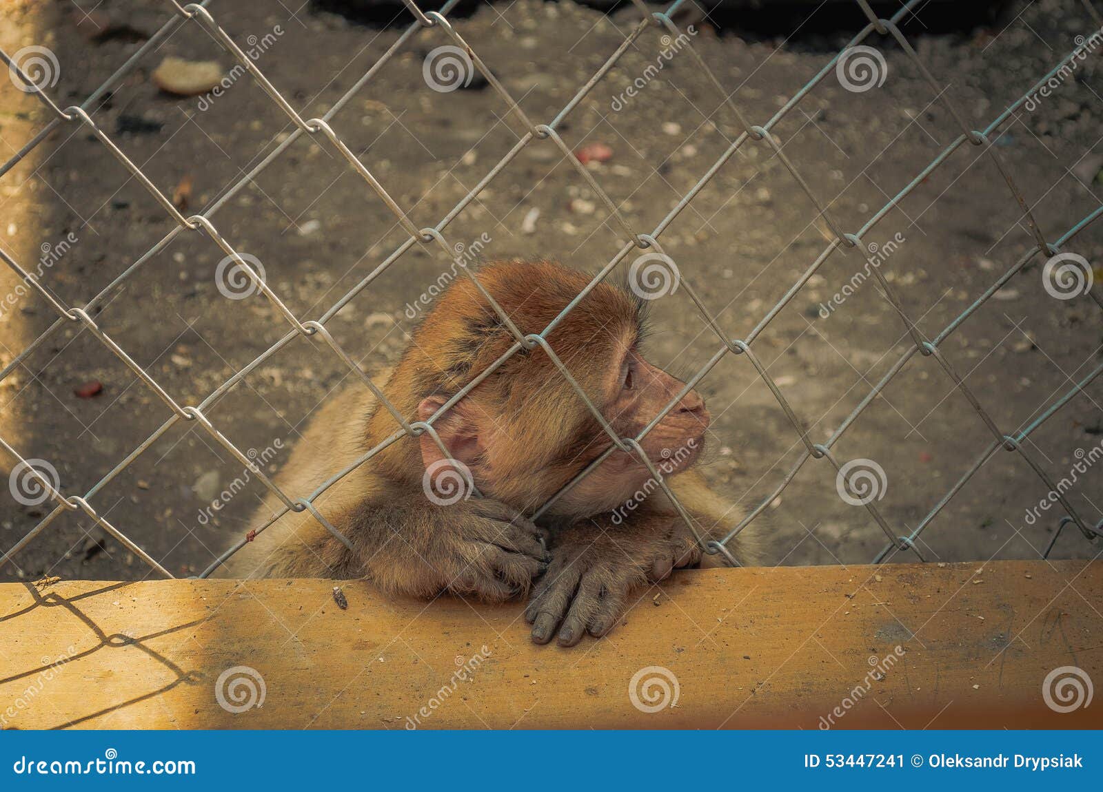 Monkey in a cage stock image. Image of primate, furry - 53447241