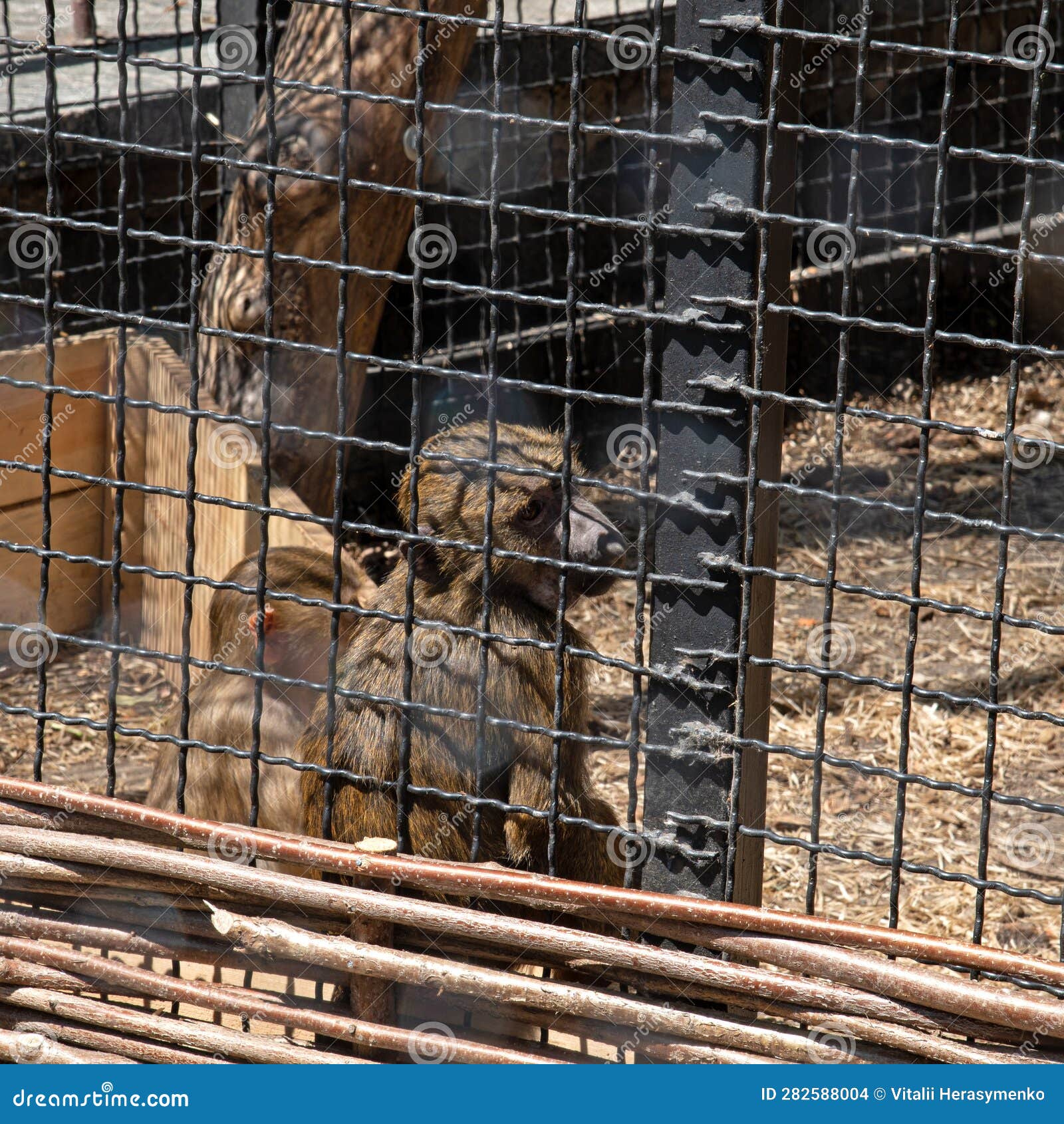 Monkey in a Cage Behind Bars Stock Photo - Image of bars, grating ...