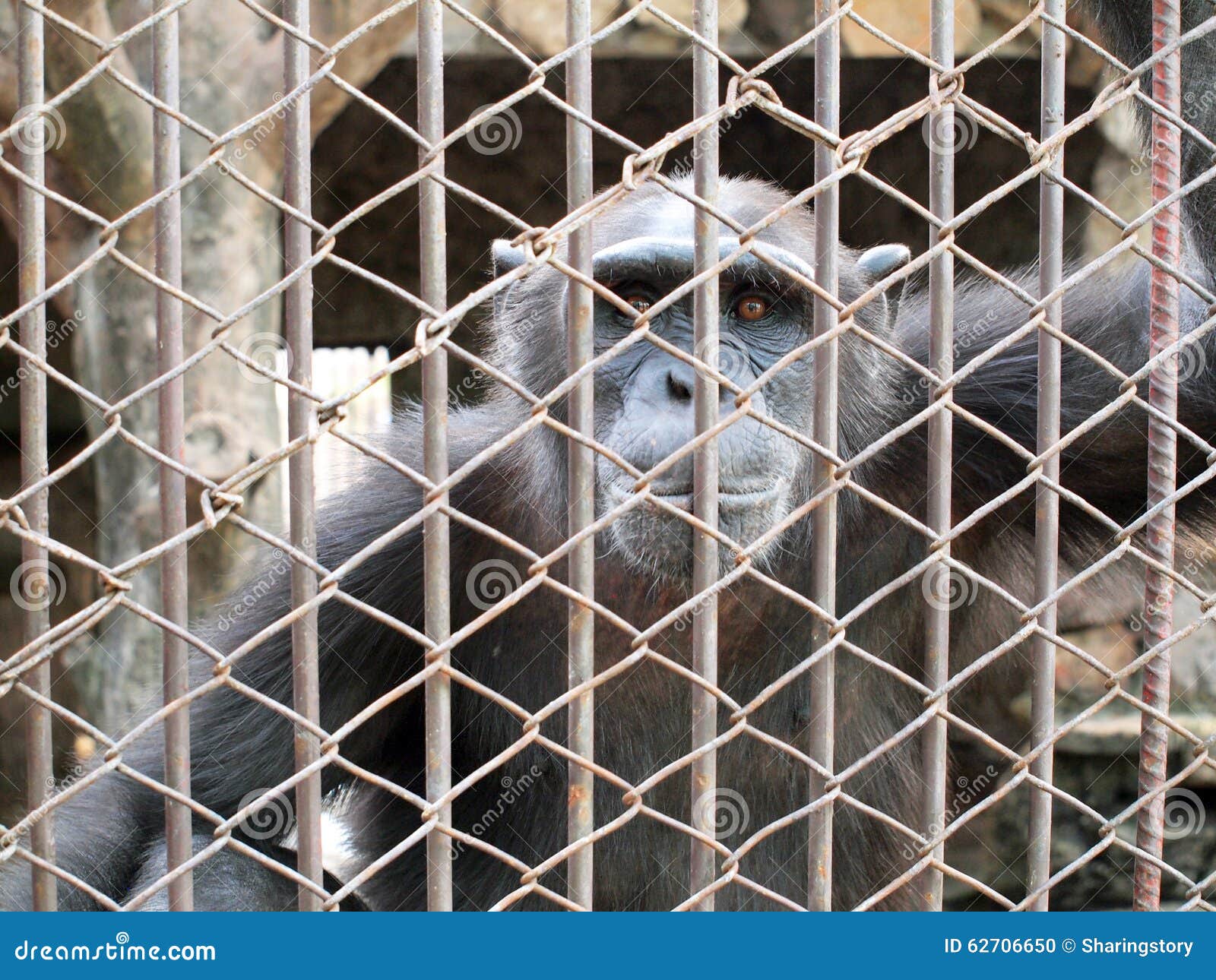 Monkey in a cage stock photo. Image of annoyed, funny - 62706650