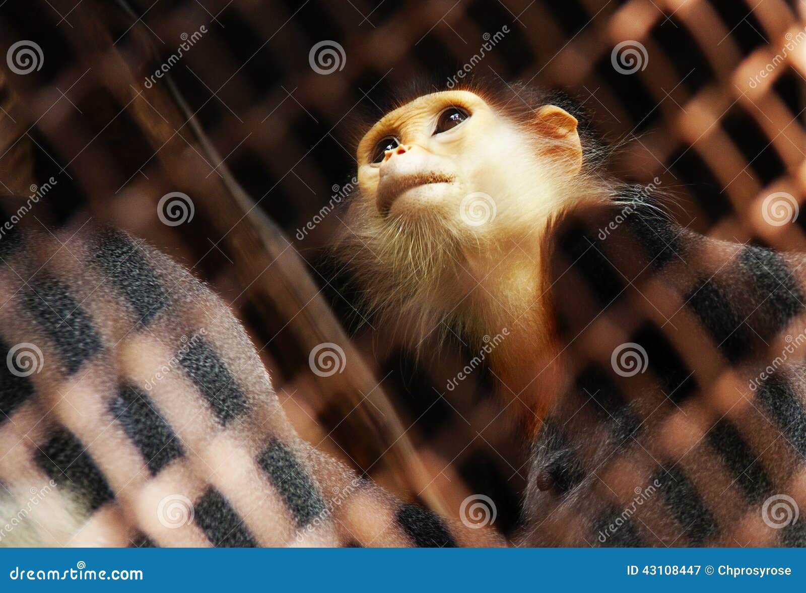 Sad Monkey in a Cage at Zoo Stock Image - Image of depress, footpath ...