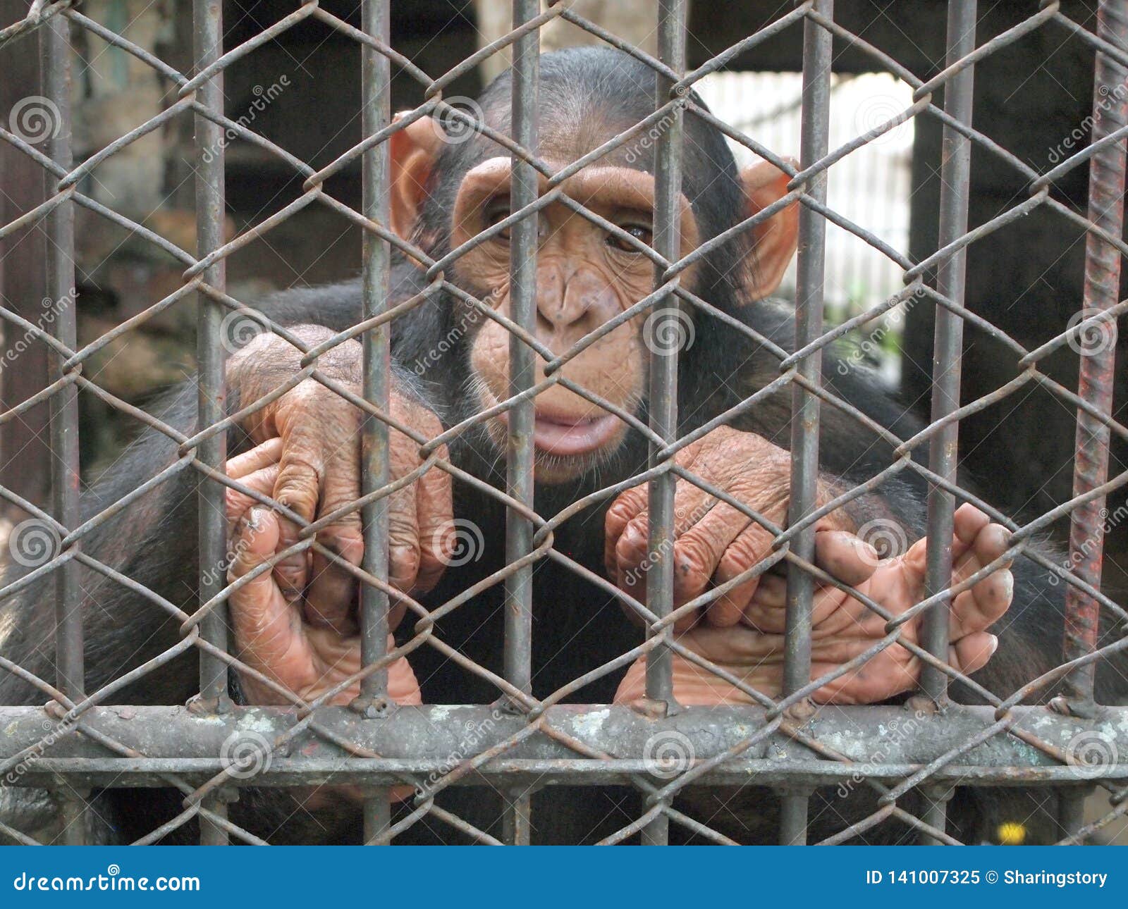 Monkey in a cage stock image. Image of funny, away, face - 141007325