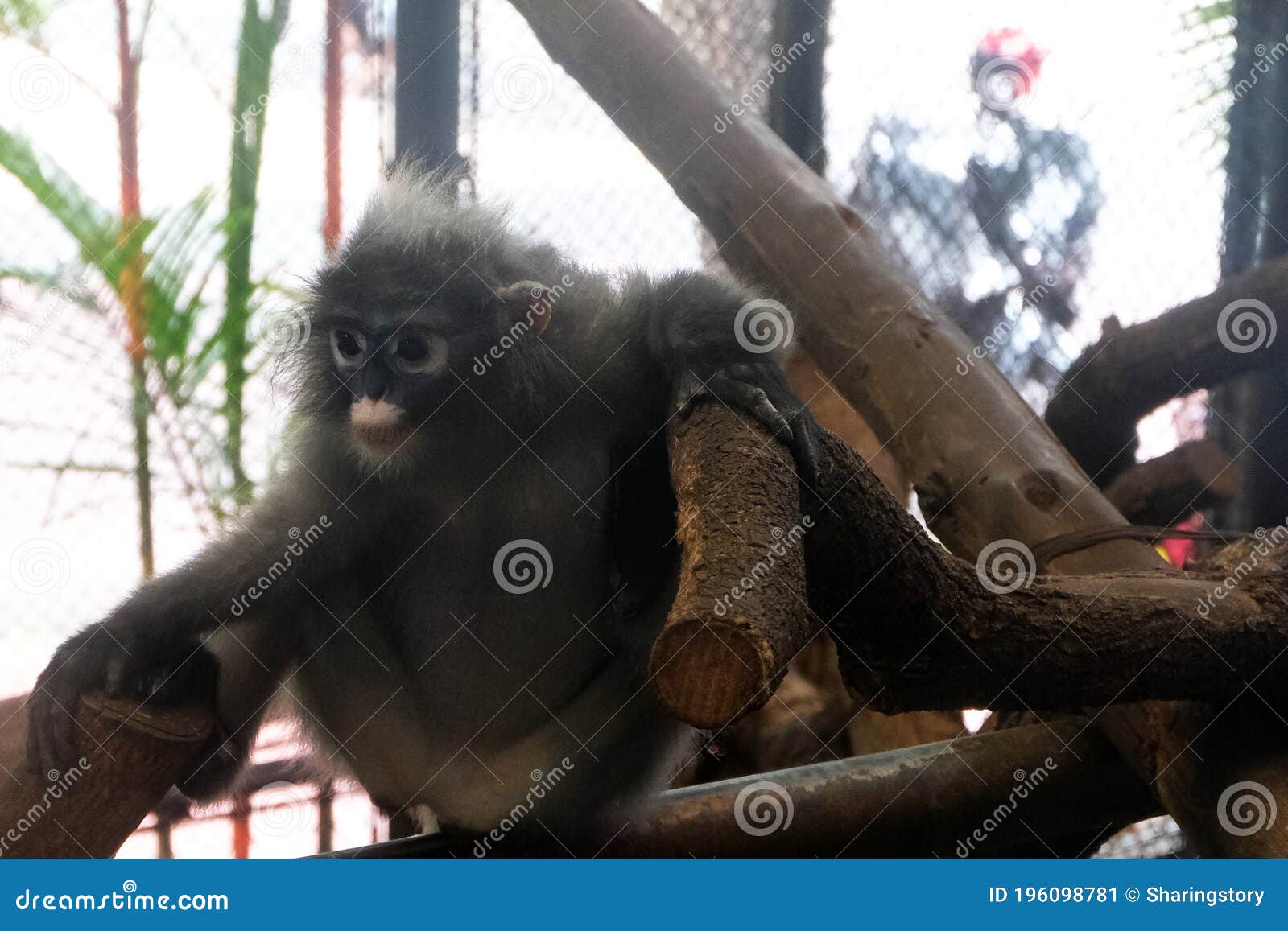 Monkey in a cage stock image. Image of portrait, monkey - 196098781