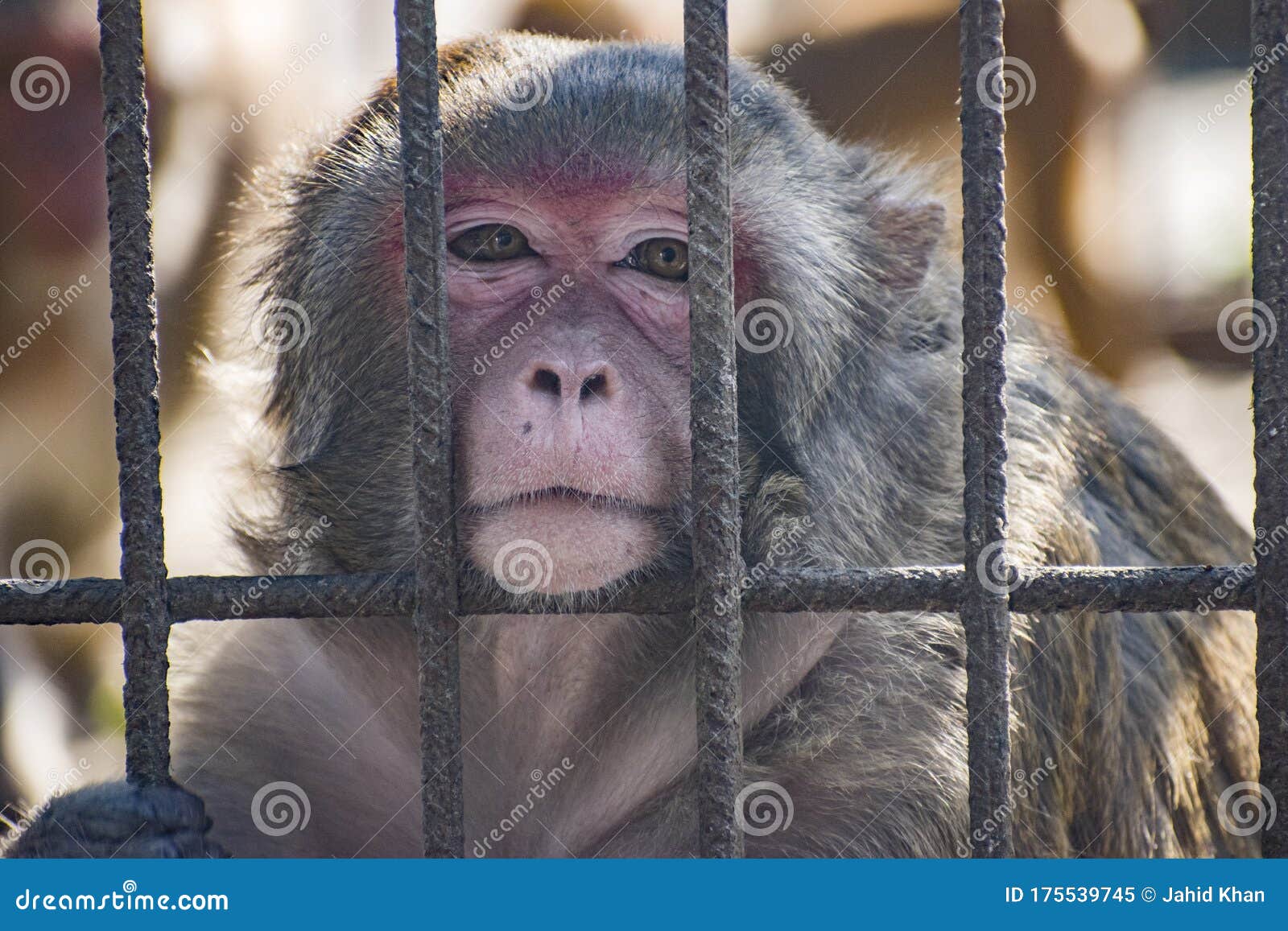 The monkey is in a cage stock image. Image of background - 175539745