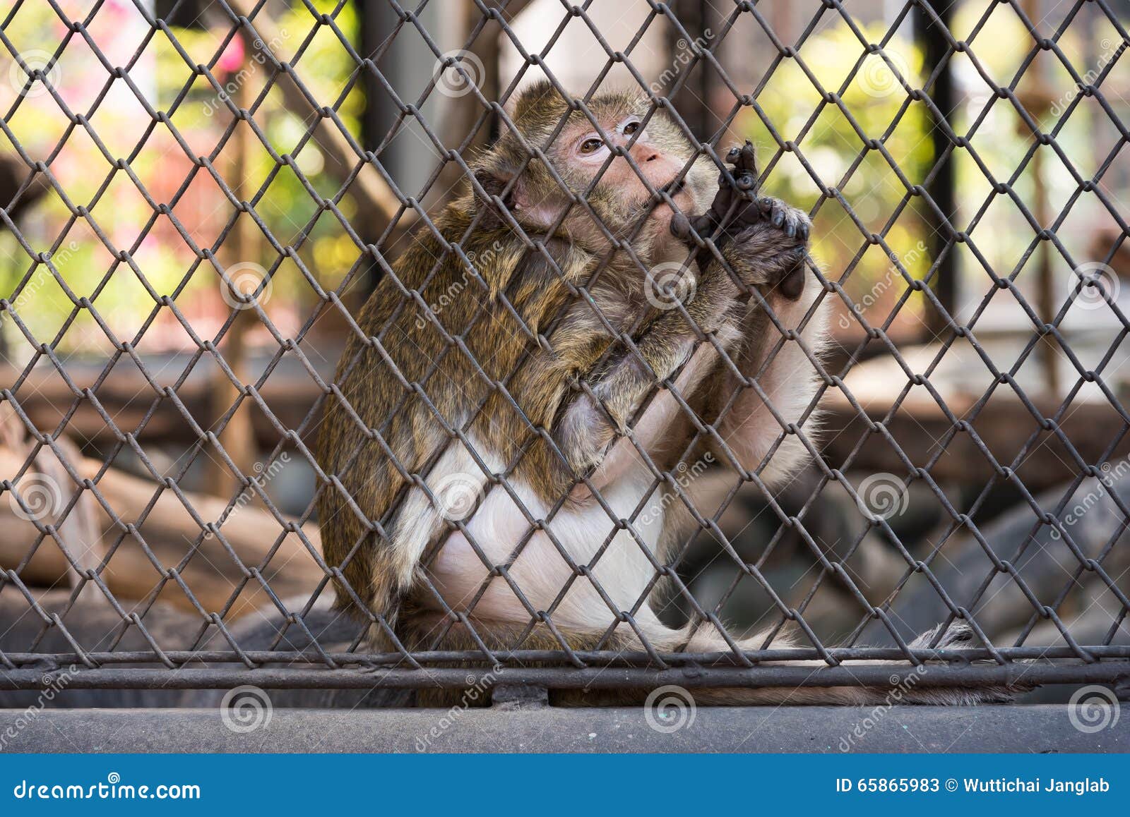 Monkey in a cage stock image. Image of wildlife, macaque - 65865983