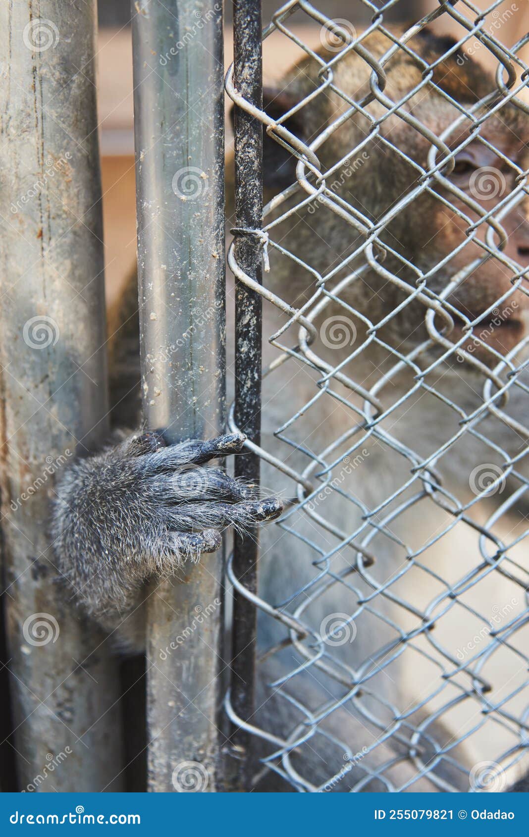 A Monkey in a Cage . Focus on the Monkey& X27;s Paw Stuck in the Crack ...