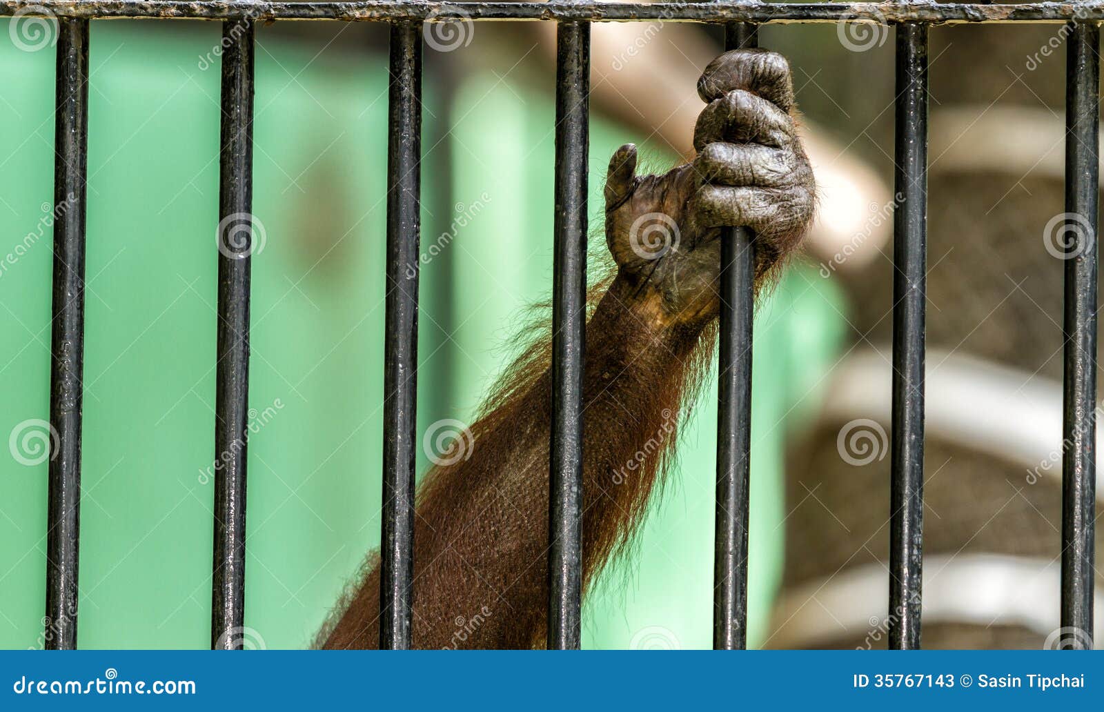 Monkey Cage stock image. Image of captivity, freedom - 35767143