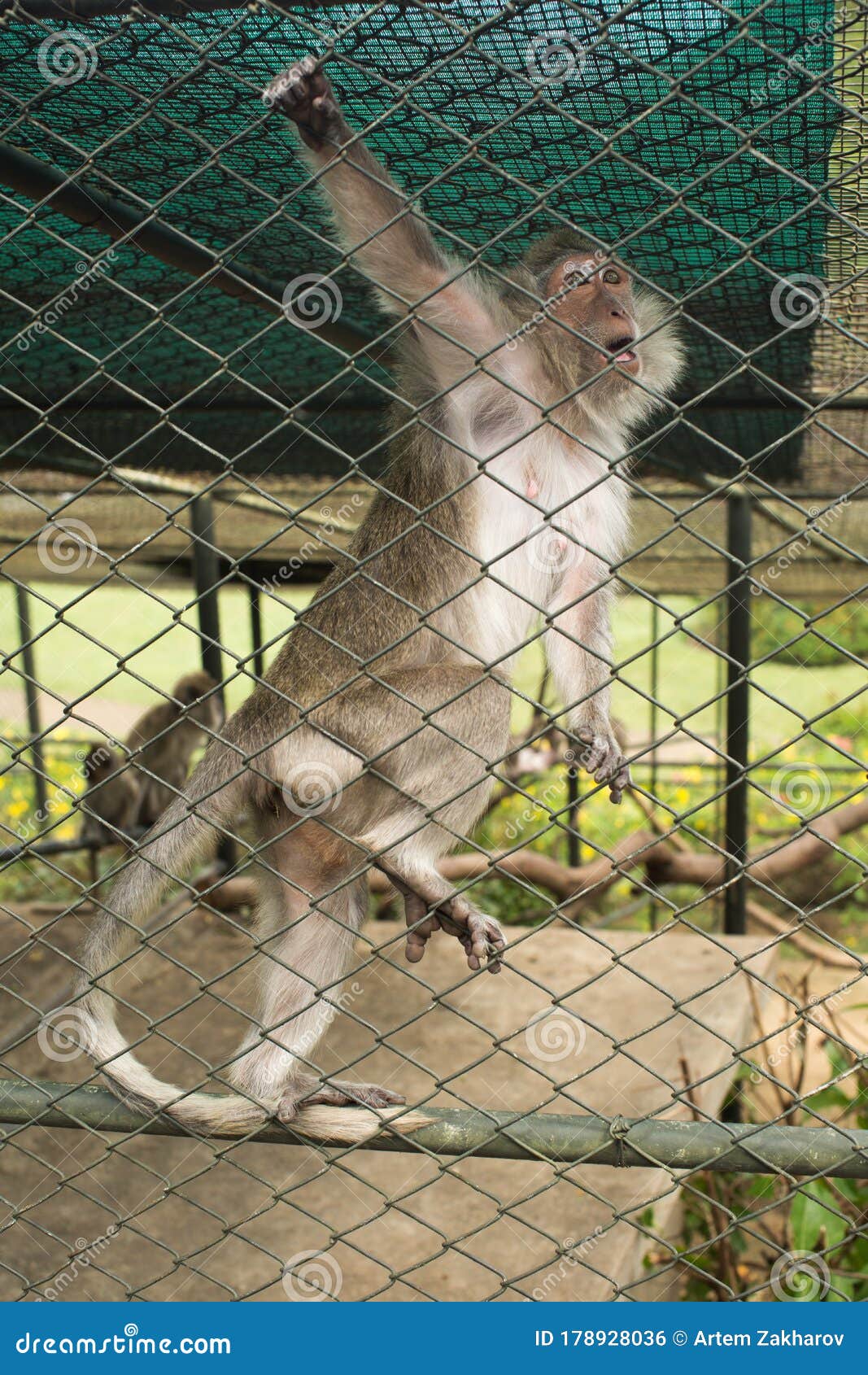 A Monkey in a Cage is Hanging on a Net. Stock Photo - Image of exotic ...