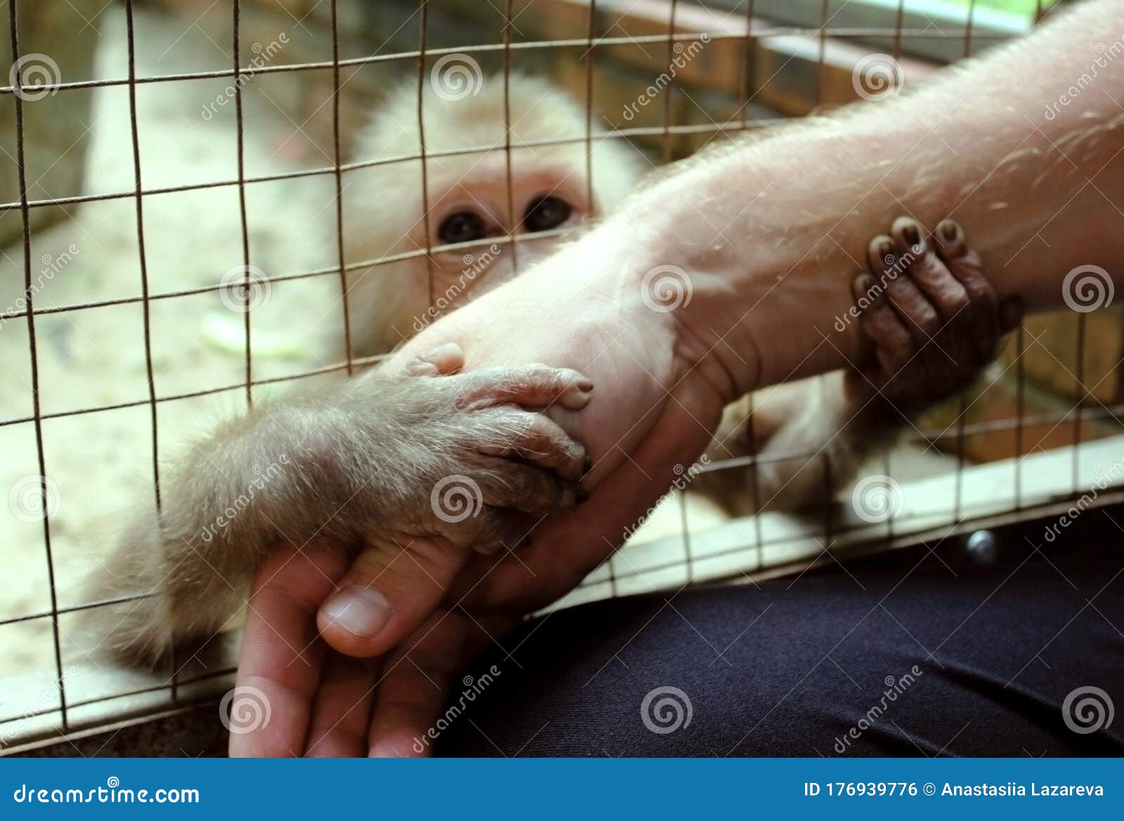 Monkey in a Cage Hugs a Person& X27;s Hand Outside the Cage. a Man& X27 ...