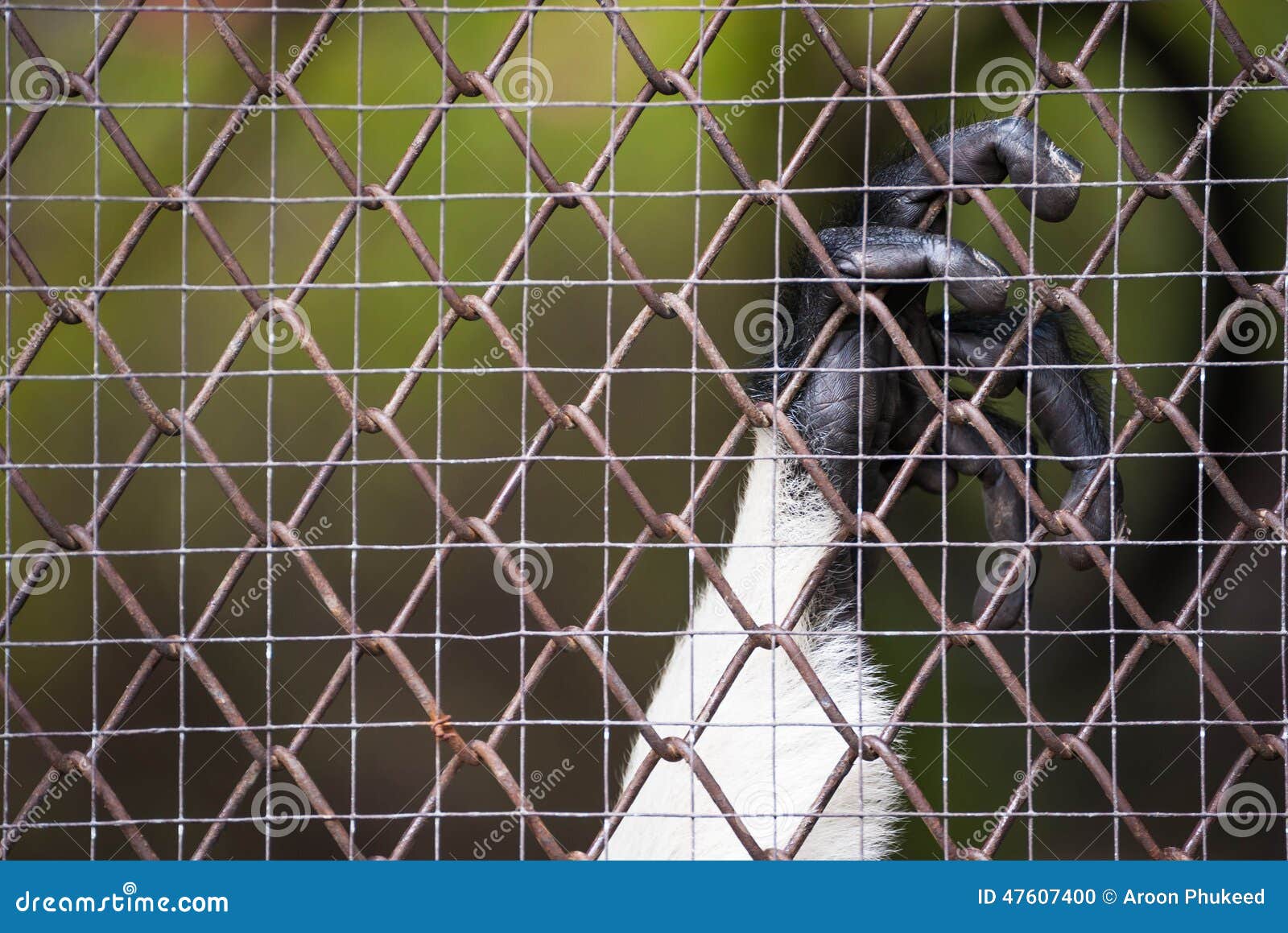 Monkey Cage stock photo. Image of captivity, exhibit - 47607400