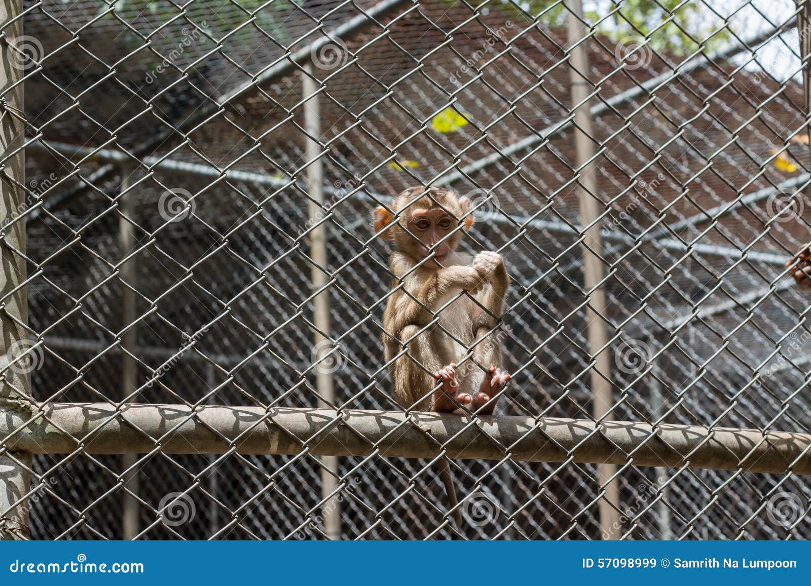 Monkey in cage stock image. Image of animal, brown, funny - 57098999