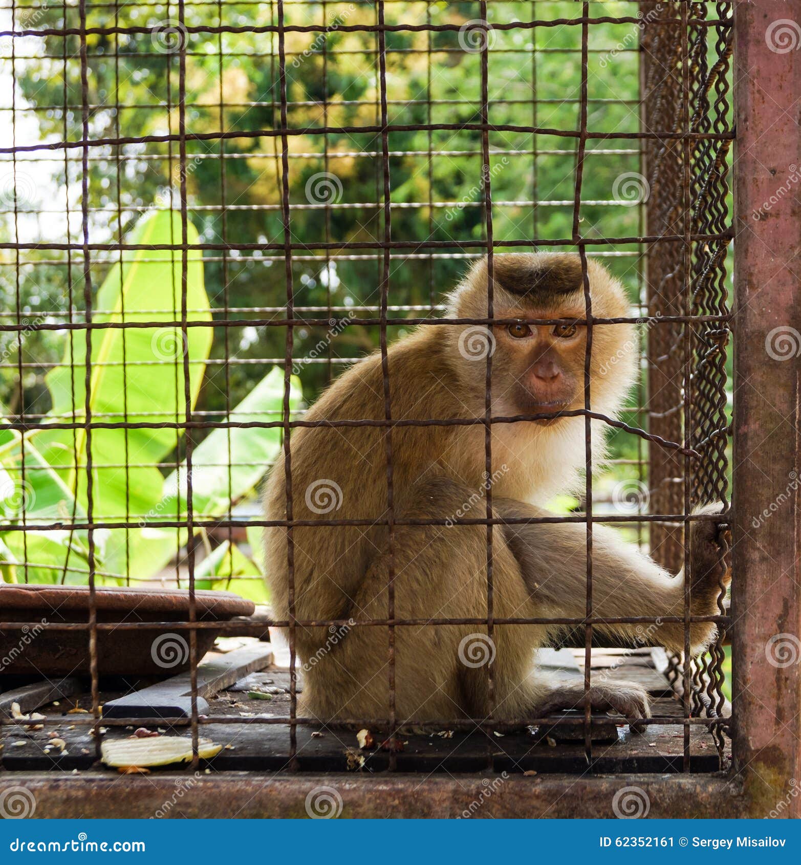 Monkey in the cage stock image. Image of beauty, asian - 62352161