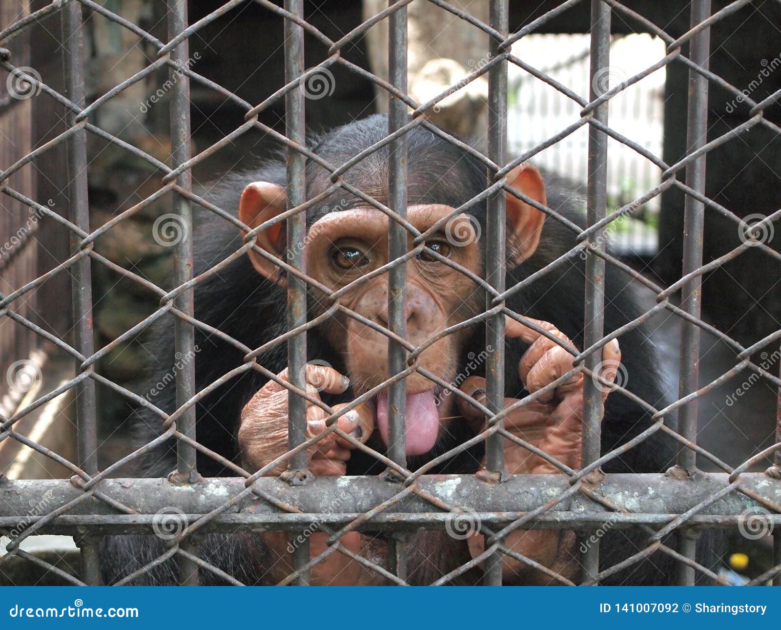 Monkey in a cage stock photo. Image of gorilla, loneliness - 141007092