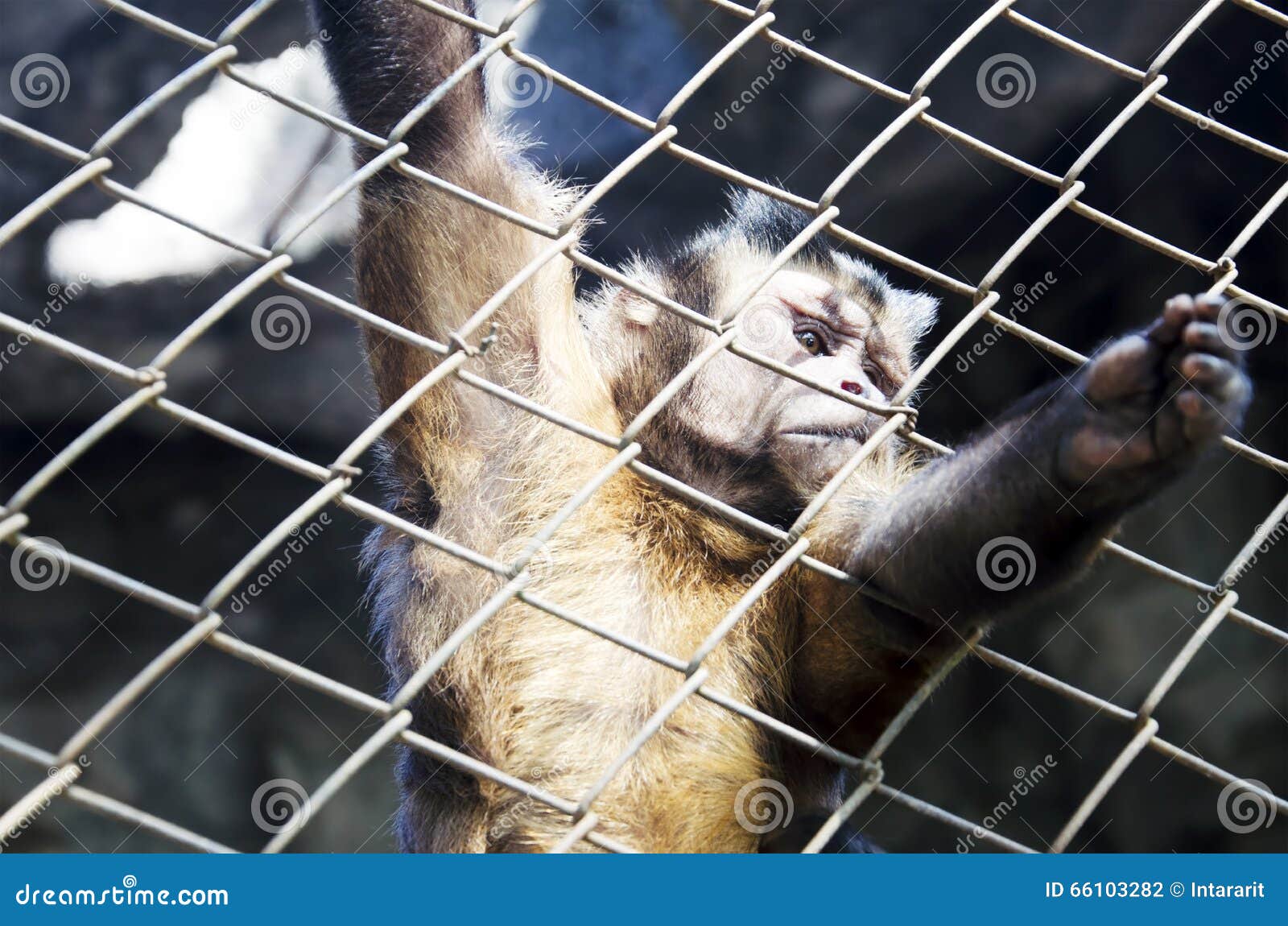 Monkey in a Cage stock photo. Image of orangutan, wild - 66103282