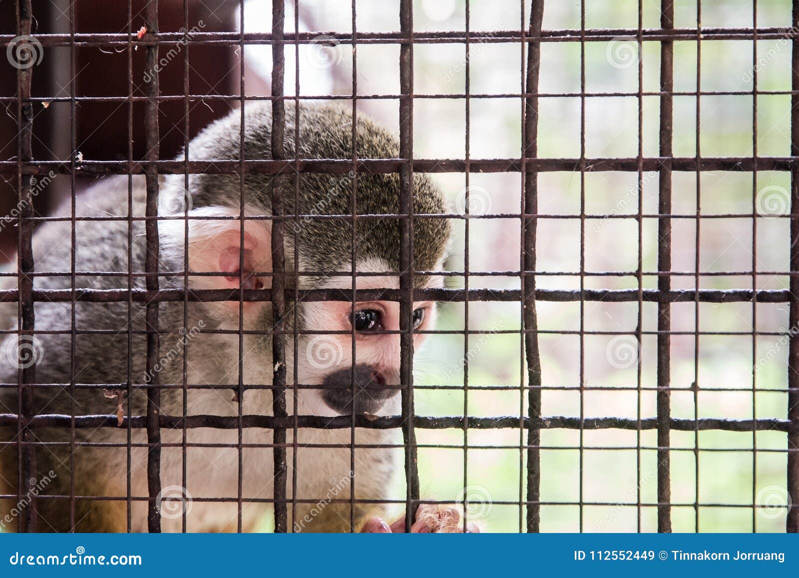 Monkey in the cage stock image. Image of coop, primate - 112552449