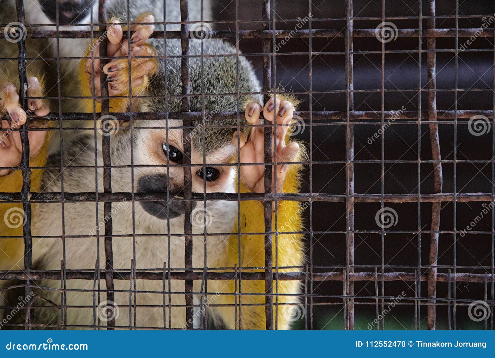 Monkey in the cage stock photo. Image of rescue, emotion - 112552470