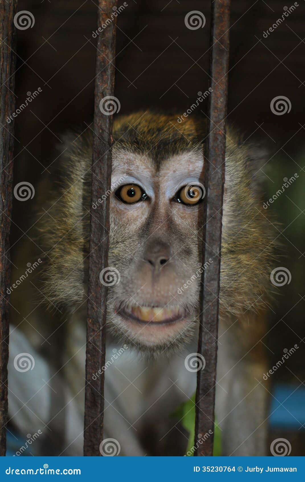 Monkey in a Cage stock photo. Image of philippine, freedom - 35230764