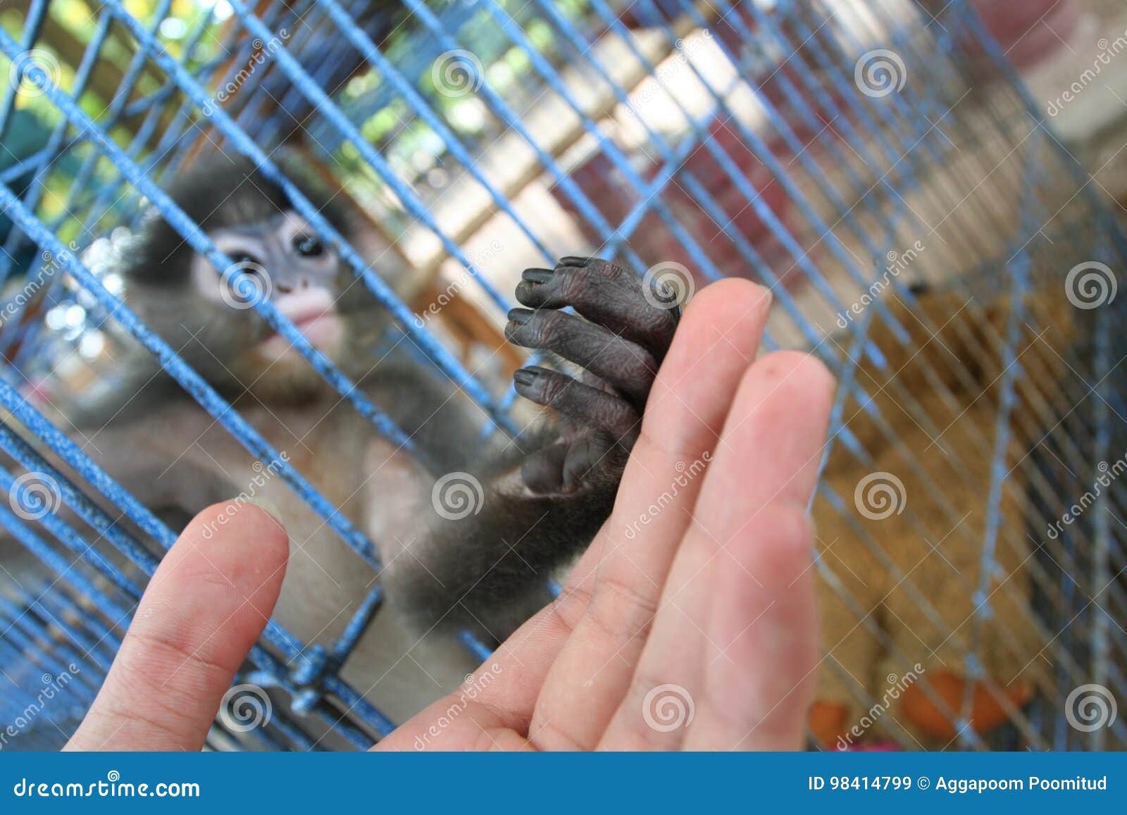 Monkey in the cage stock image. Image of travel, cage - 98414799