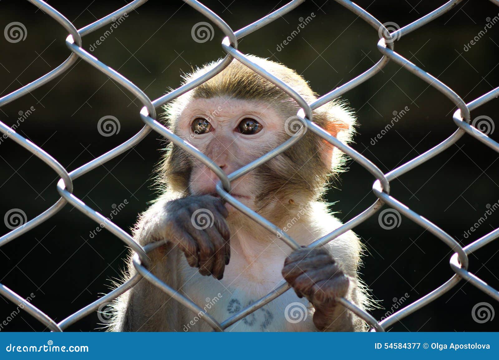 Monkey in a cage stock image. Image of grief, imprisonment - 54584377