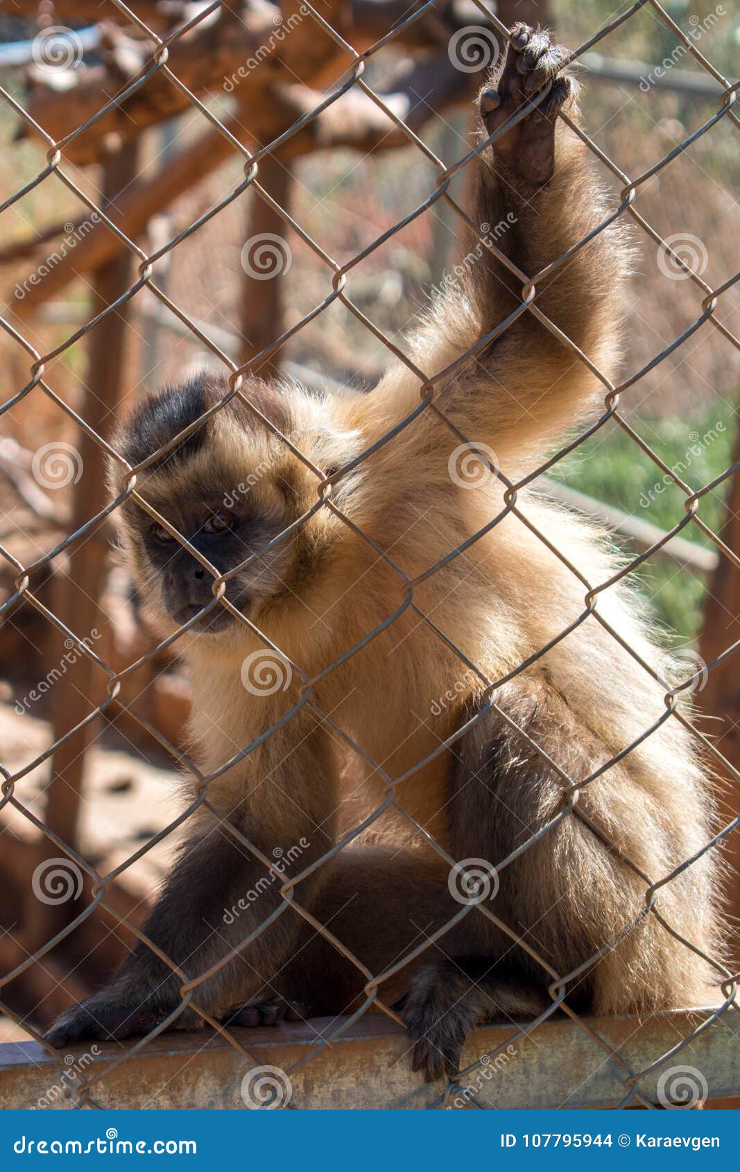 Monkey at cage stock photo. Image of bright, funny, jungle - 107795944