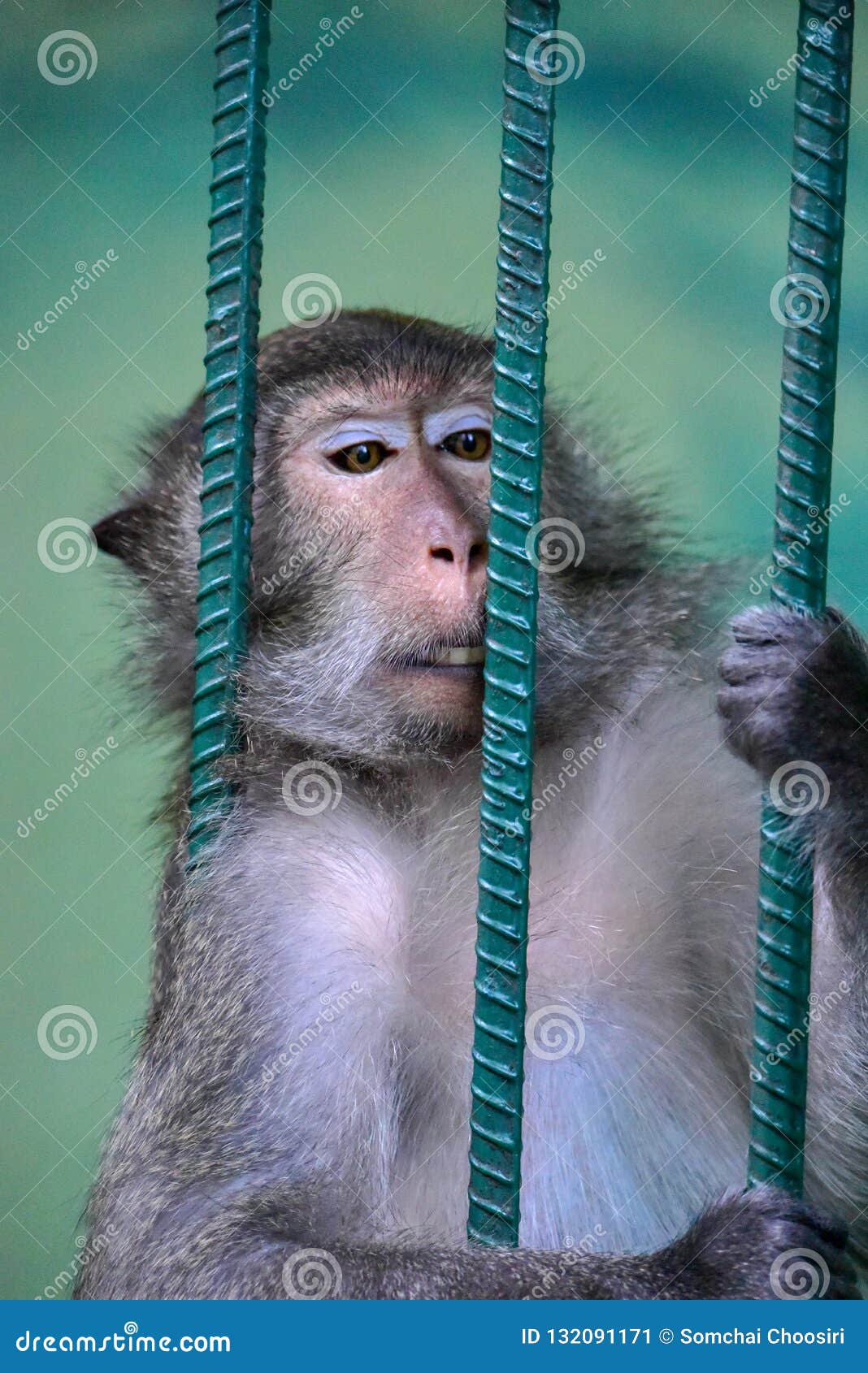 Monkey in the cage stock image. Image of mammal, bars - 132091171