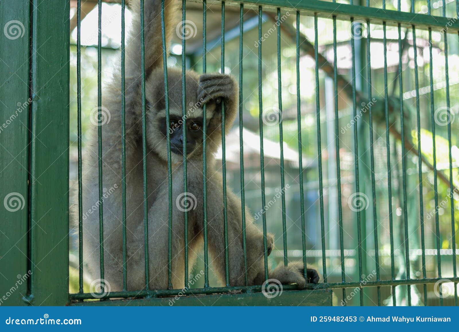 Monkey in a cage stock image. Image of brown, depression - 259482453
