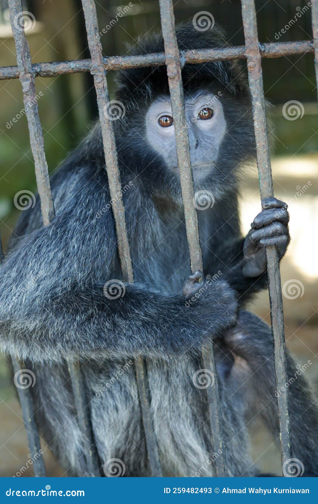 Monkey in a cage stock image. Image of closeup, face - 259482493