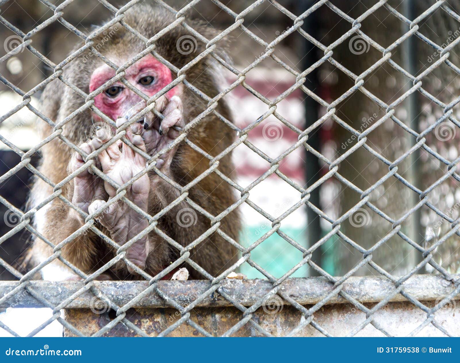 Monkey In Cage Royalty Free Stock Photos - Image: 31759538