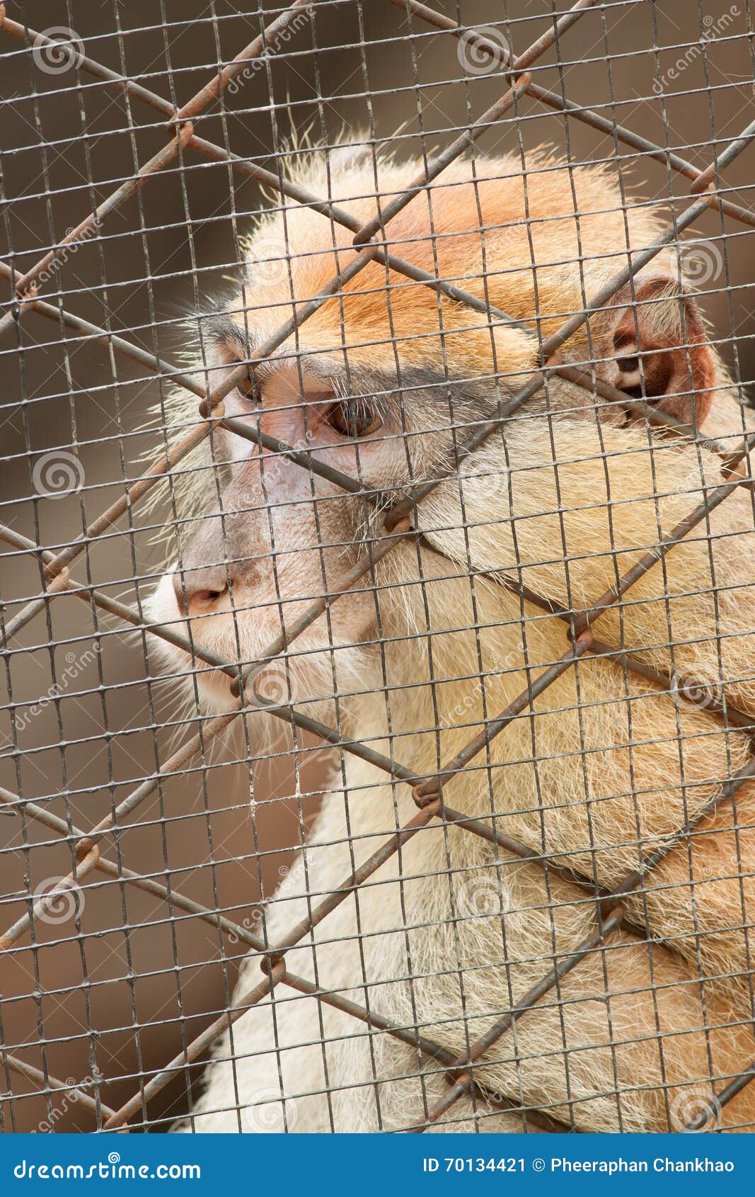 Monkey in the cage stock image. Image of slammer, animal - 70134421
