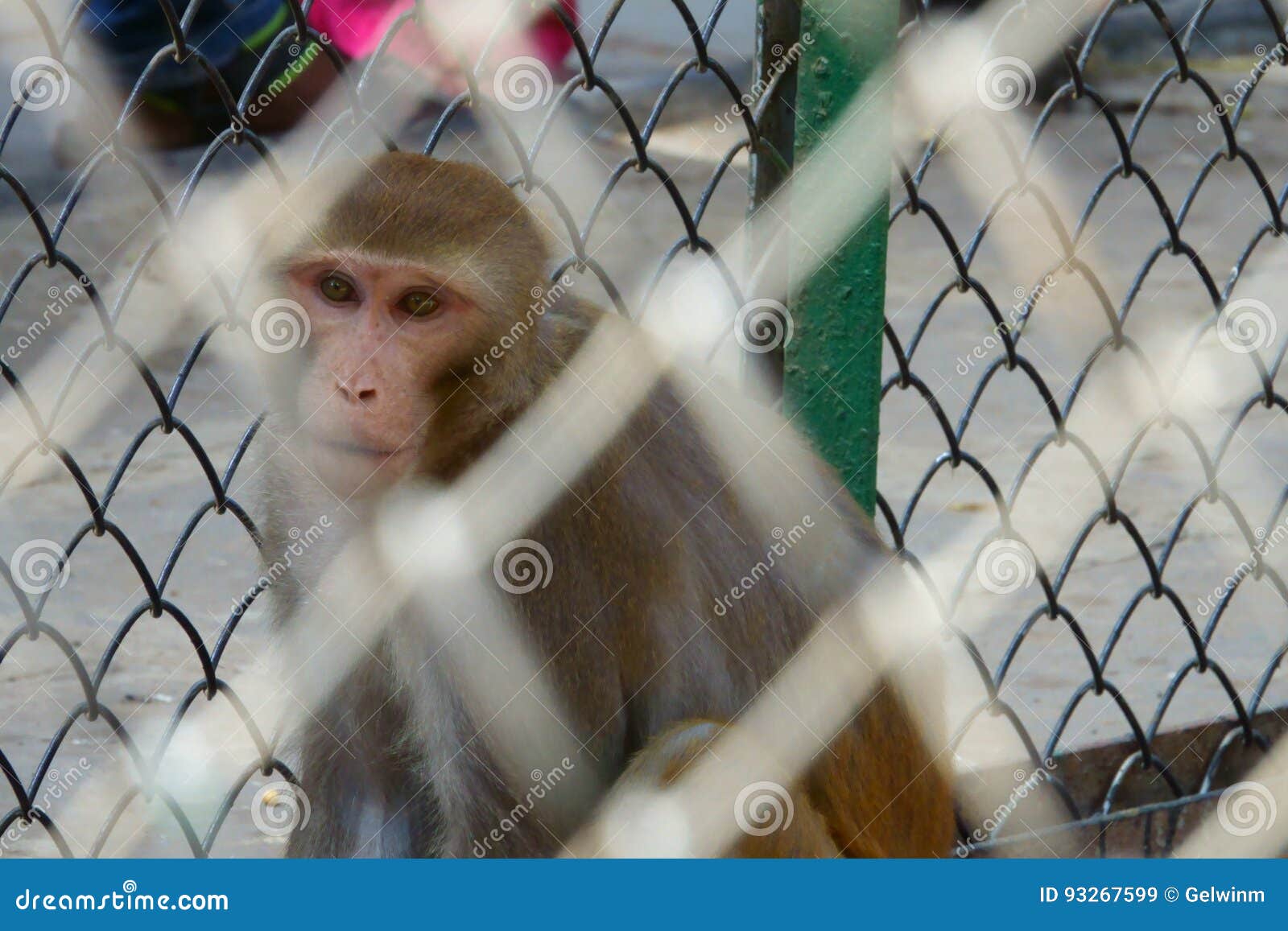 Monkey in a Cage stock image. Image of afraid, feeling - 93267599