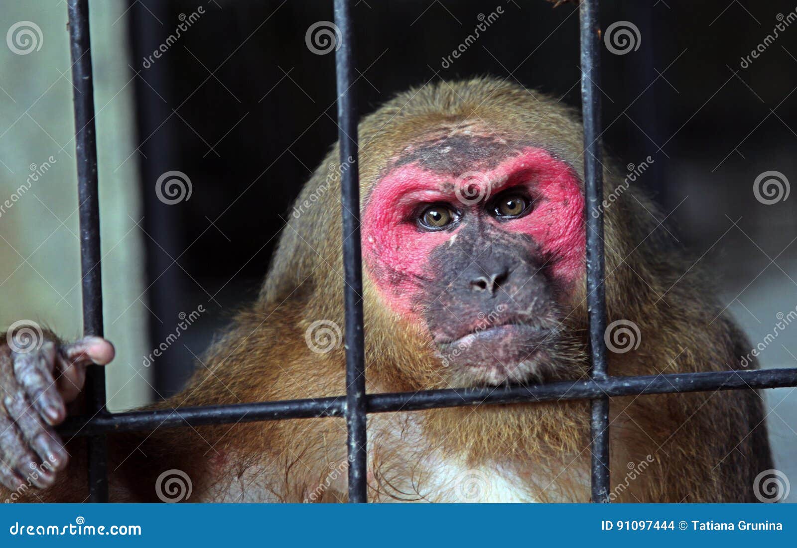 A Monkey in a Cage in a Zoo on the Island of Koh Samui Editorial Stock ...