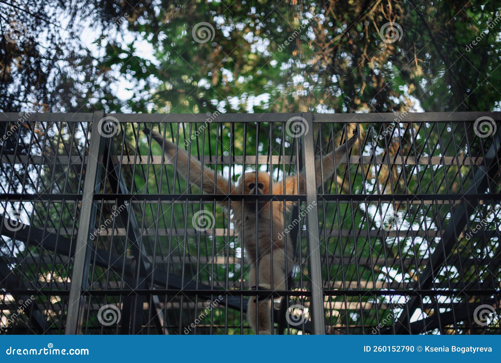 Monkey in Cage in Zoo or Farm Stock Photo - Image of white, young ...