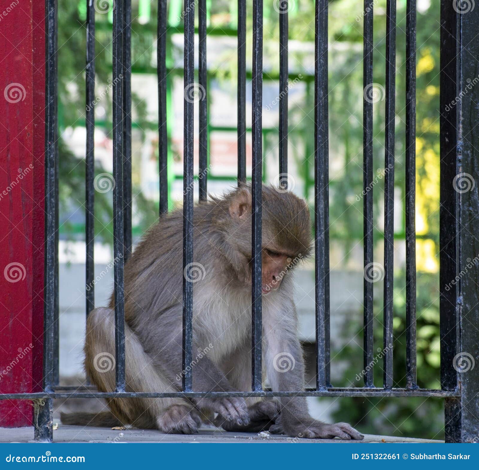 A Monkey Caged Behind the Iron Fence Doing Something Stock Image ...
