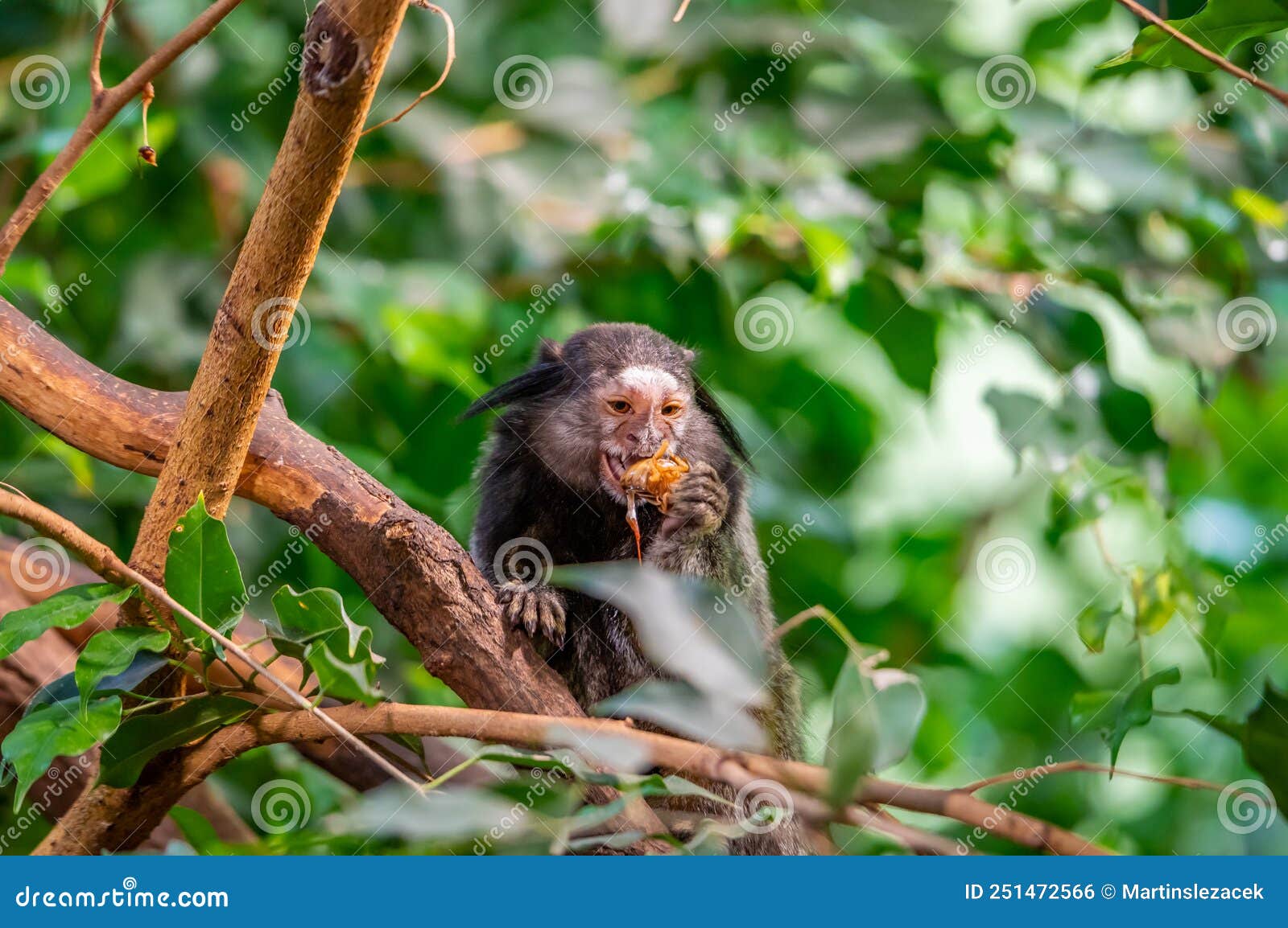 Monkey Callithrix Penicillata is Eating the Insect and Sitting on Tree ...