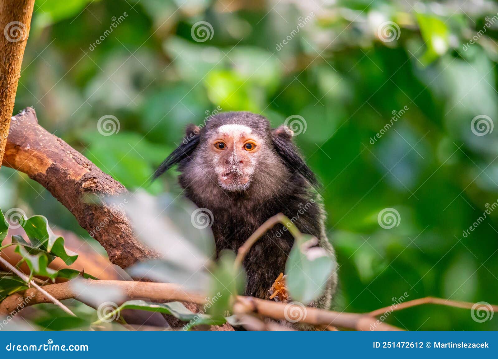Monkey Callithrix Penicillata is Eating the Insect and Sitting on Tree ...