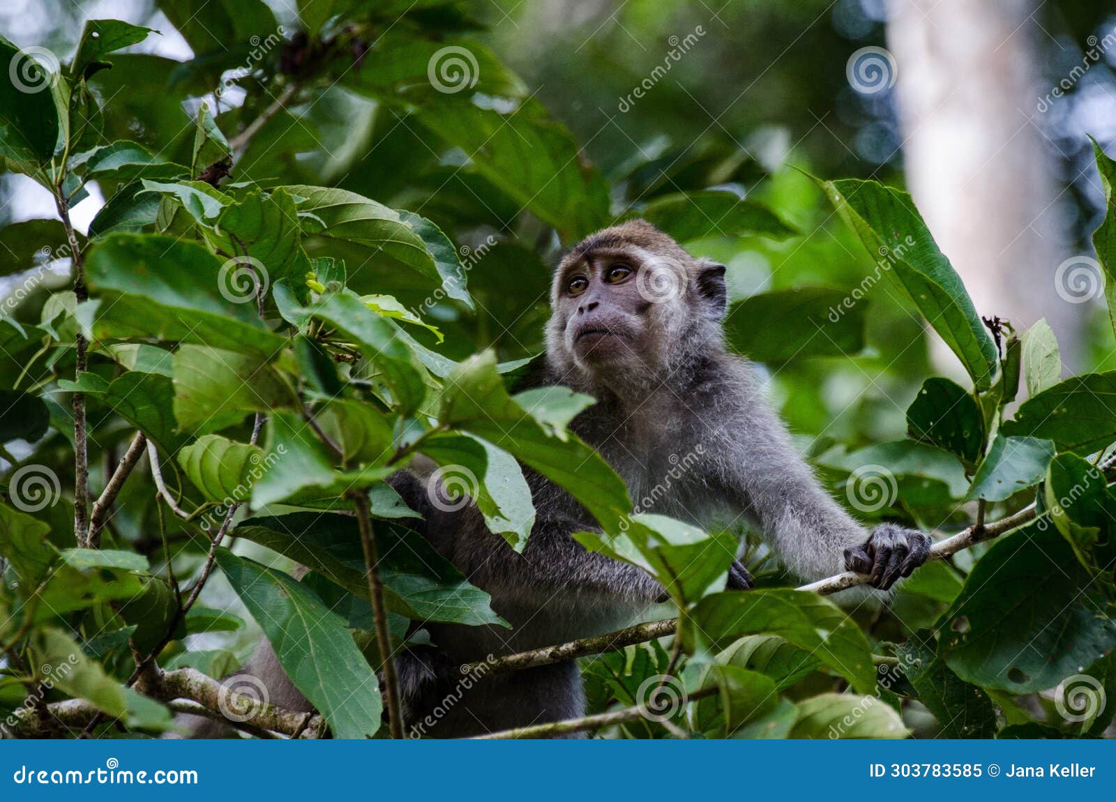 Monkey in the Canopy stock image. Image of natural, monkey - 303783585