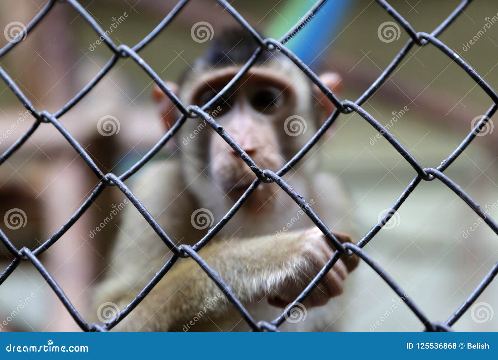 Monkey in captivity stock photo. Image of primate, prisoner - 125536868