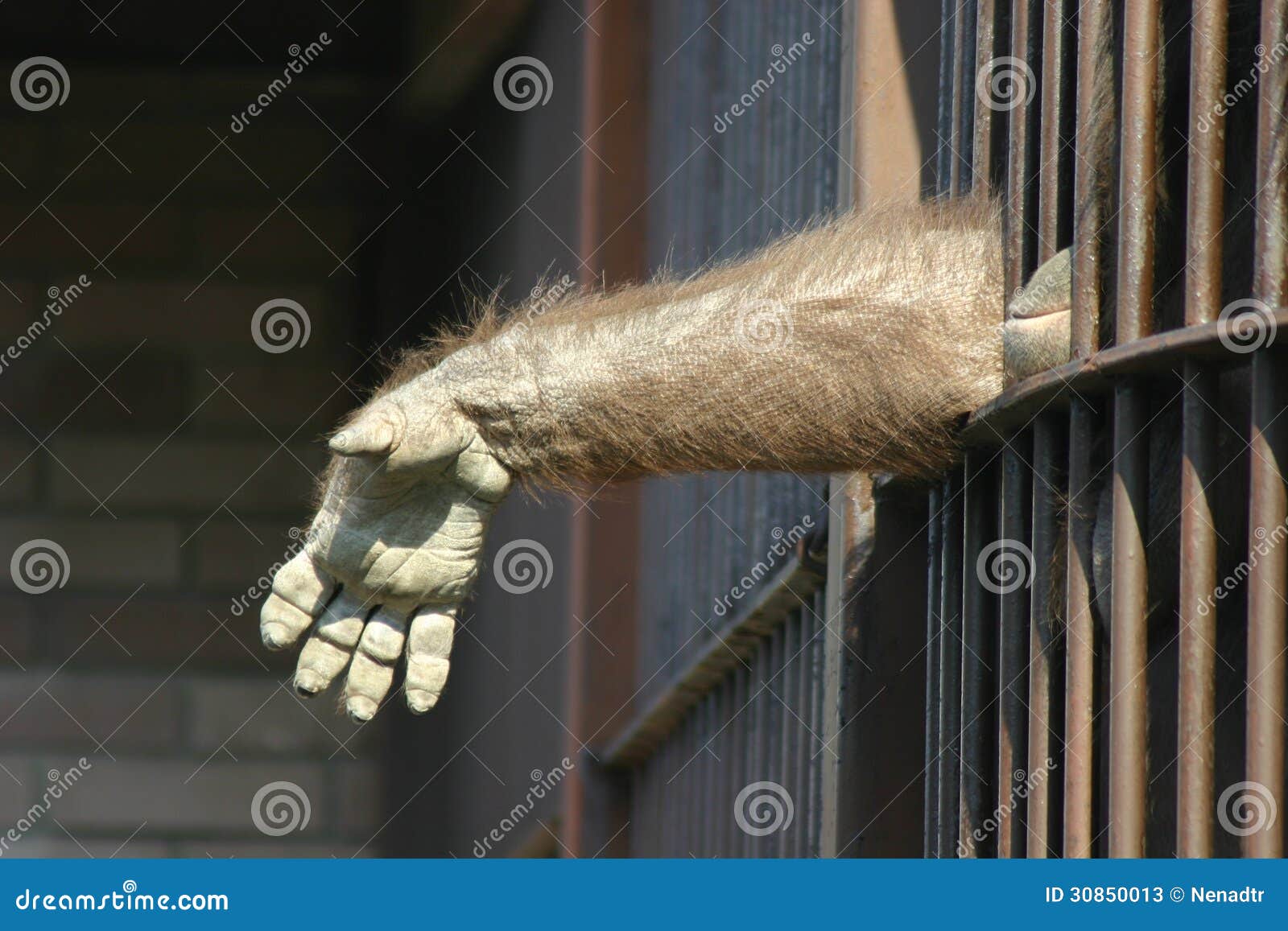 Monkey in captivity stock image. Image of loneliness - 30850013