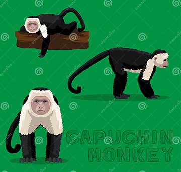 Monkey Capuchin Cartoon Vector Illustration Stock Vector - Illustration ...
