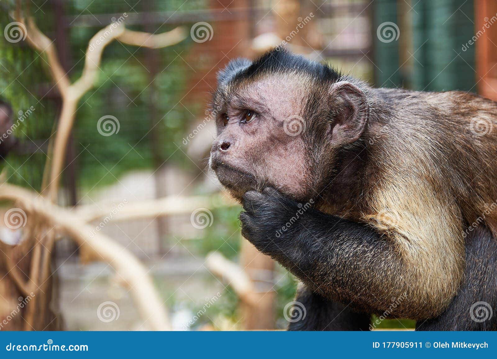 Capuchin Monkey Head in the Wild. Stock Image - Image of adorable ...