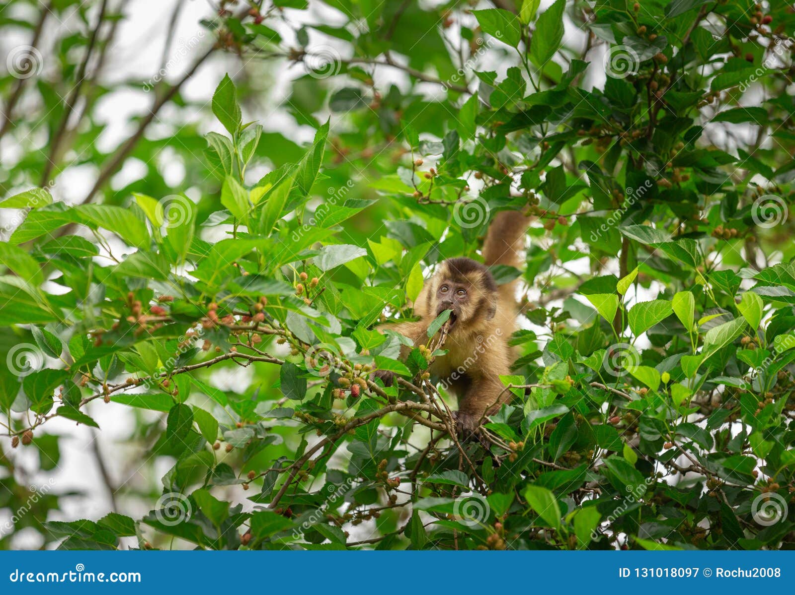 Wild Monkey Capuchin in the Rainforest Stock Image - Image of ...