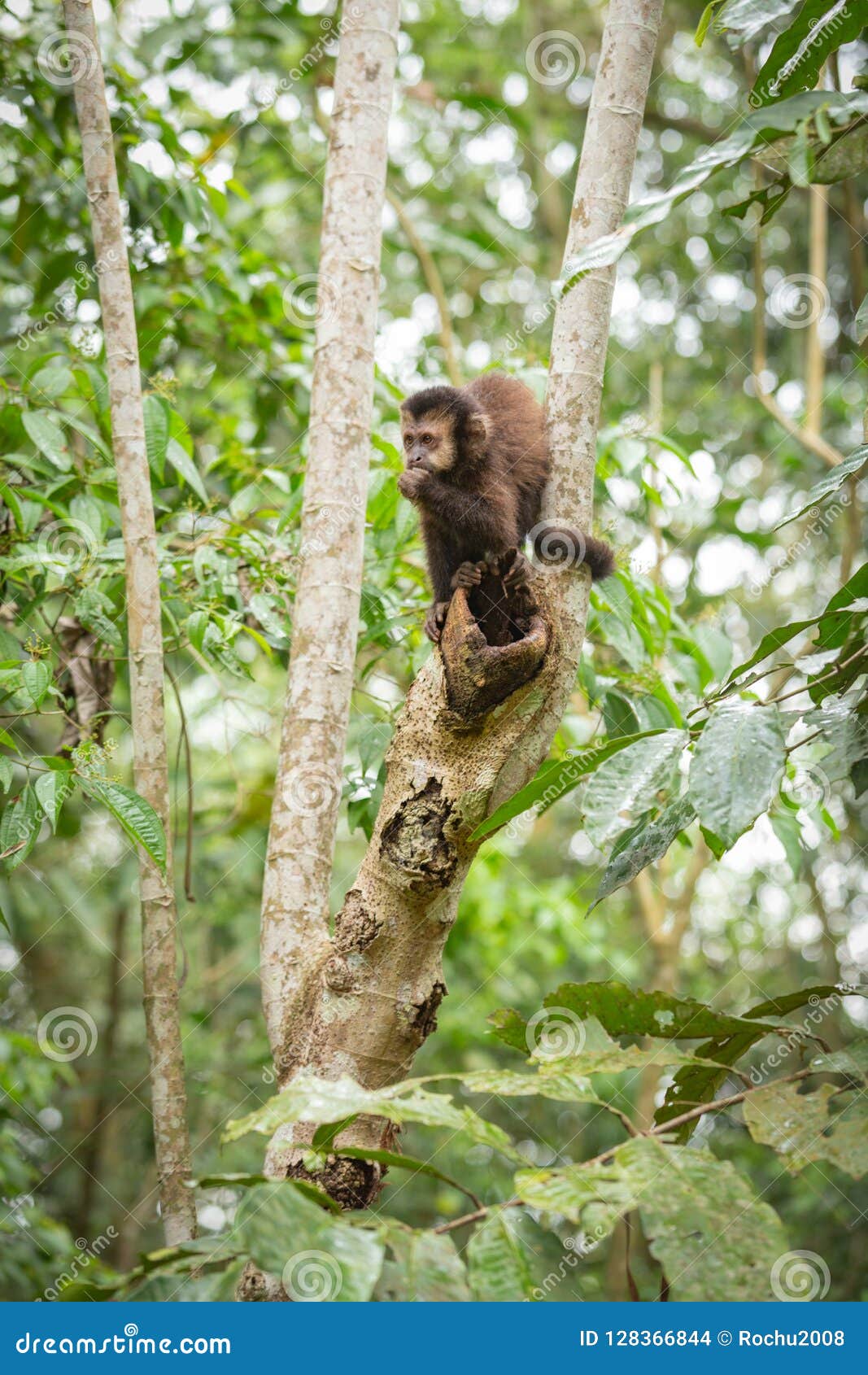 Wild Monkey Capuchin in the Rainforest Stock Photo - Image of monkey ...