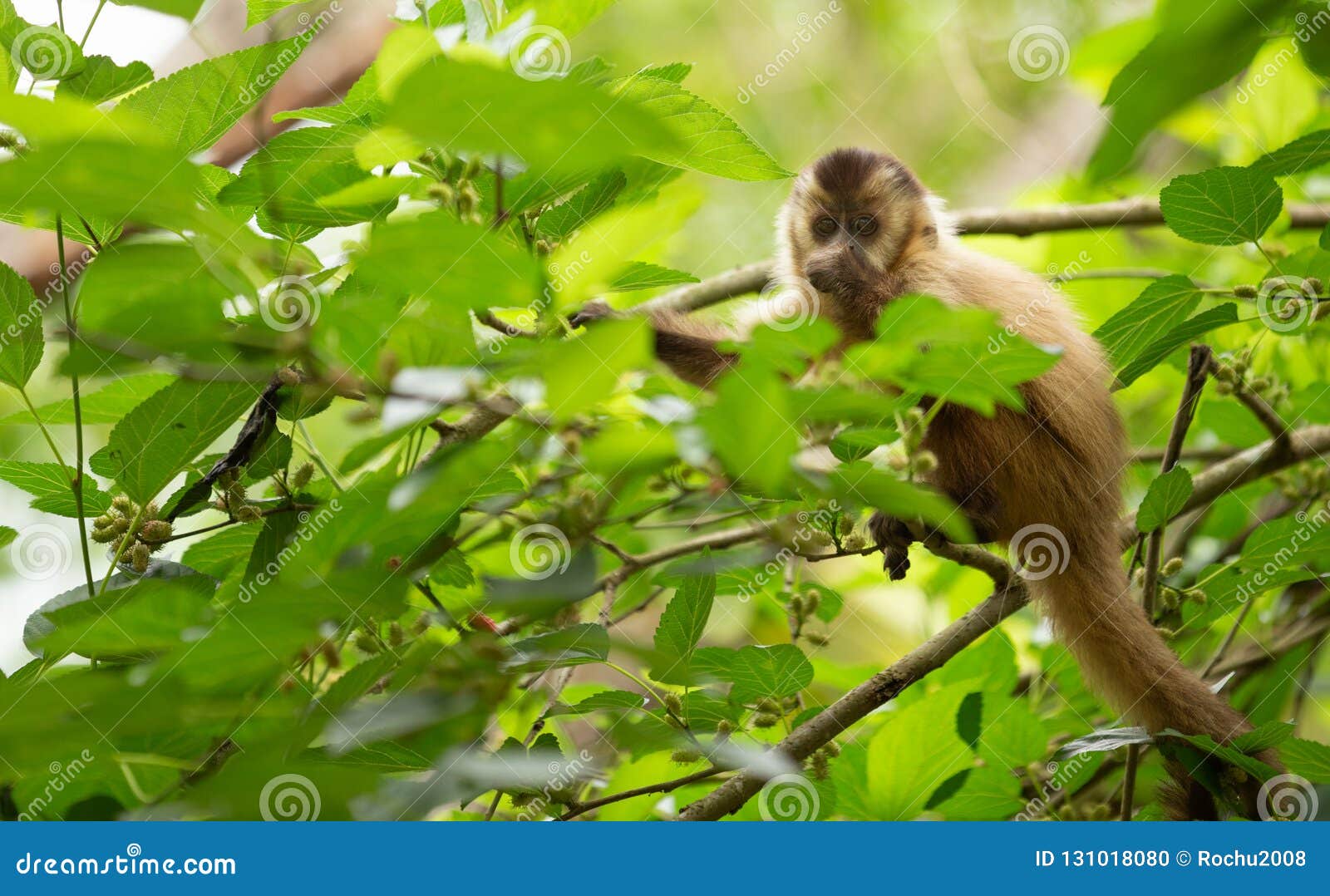 Wild Monkey Capuchin in the Rainforest Stock Photo - Image of brown ...