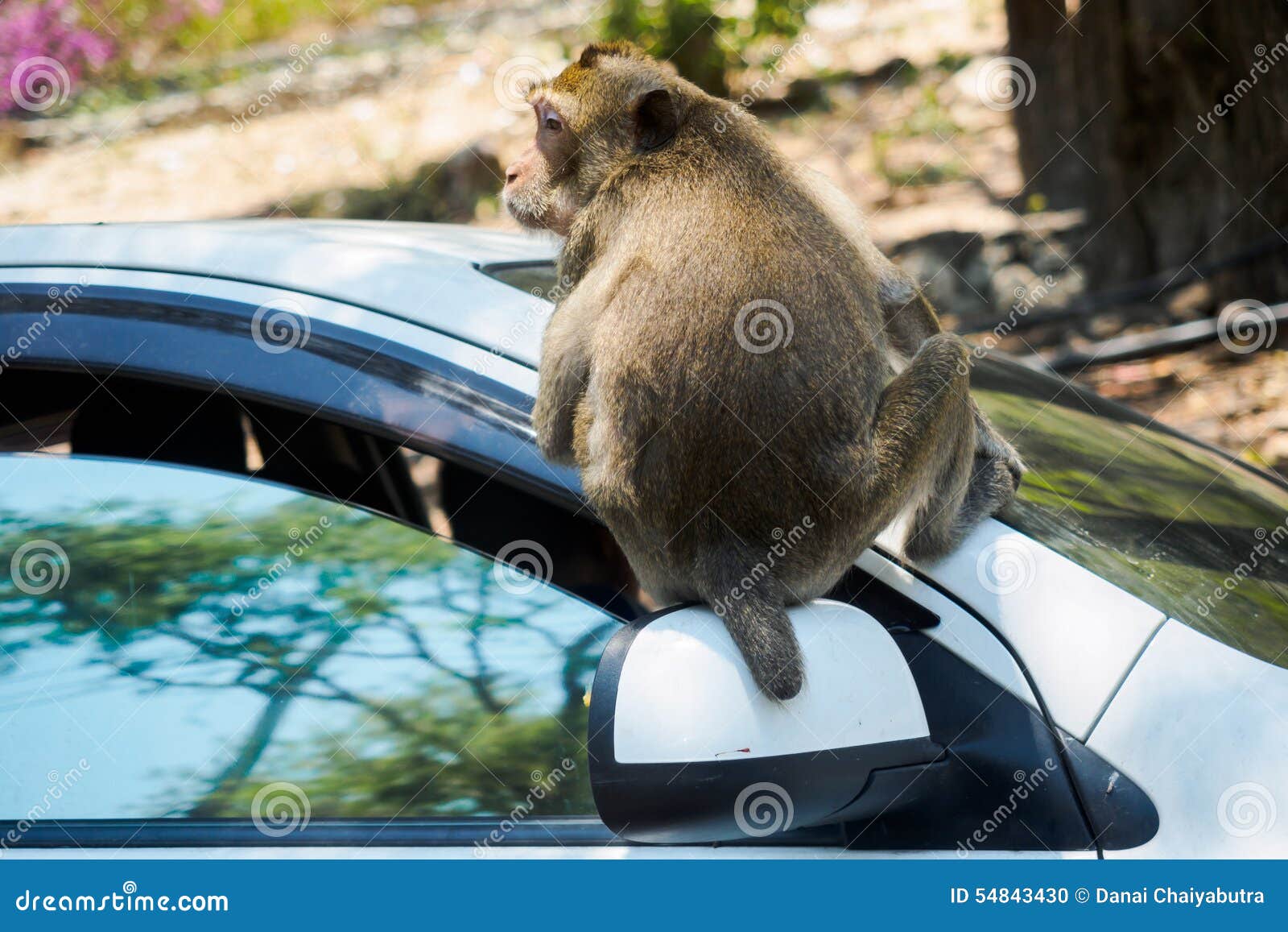 Monkey on a car stock photo. Image of funny, hairy, portrait - 54843430