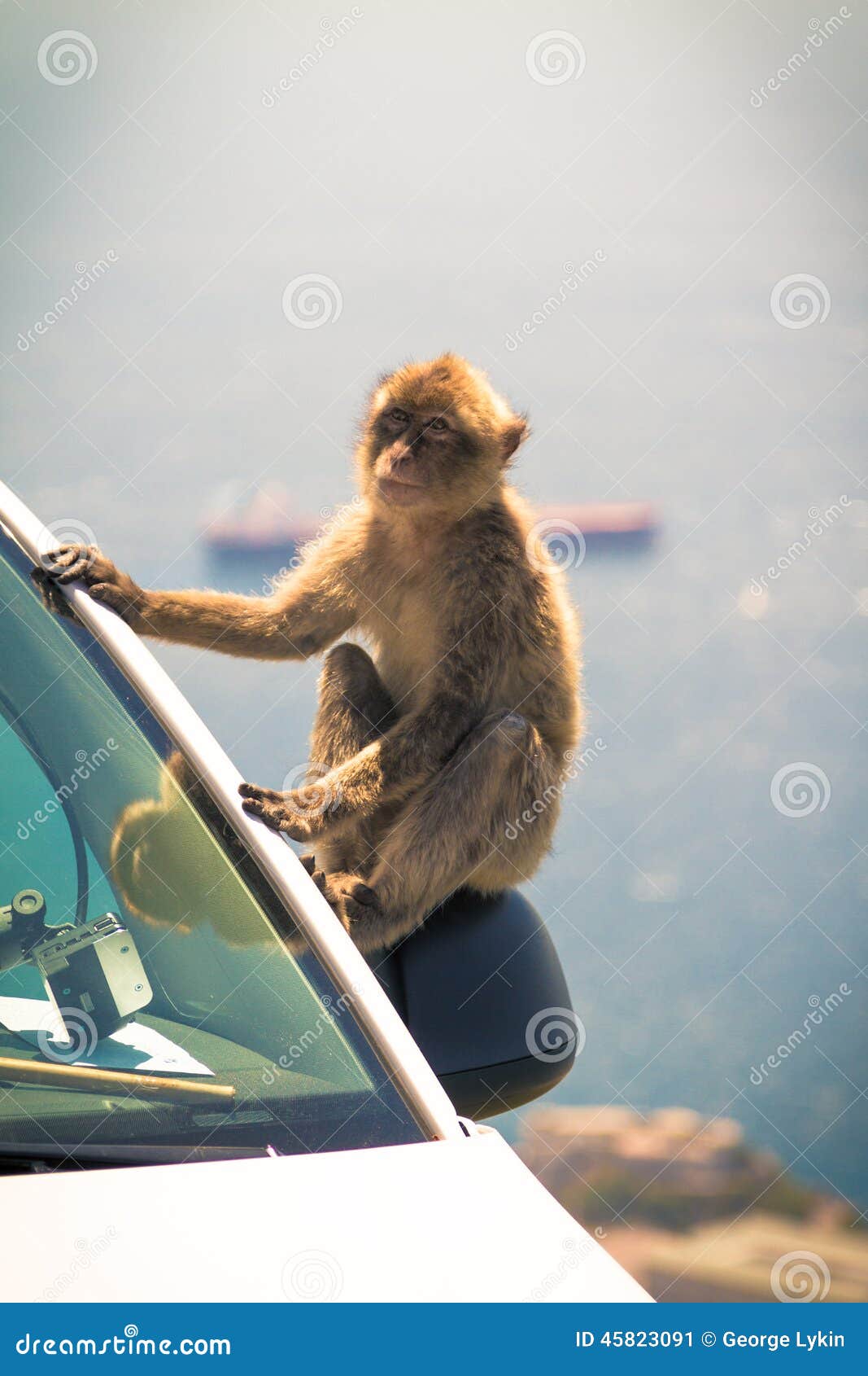 Monkey and the car stock image. Image of india, parking - 45823091