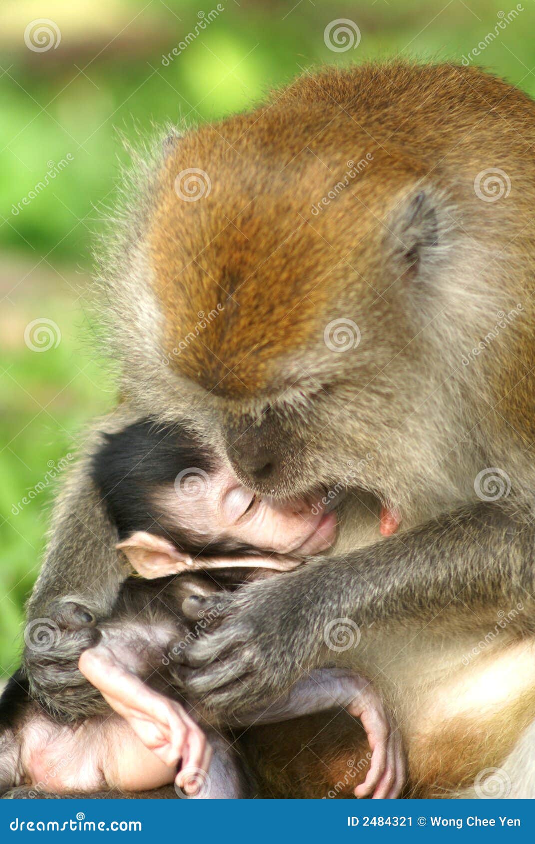 Monkey caring for baby stock image. Image of tailed, animal - 2484321