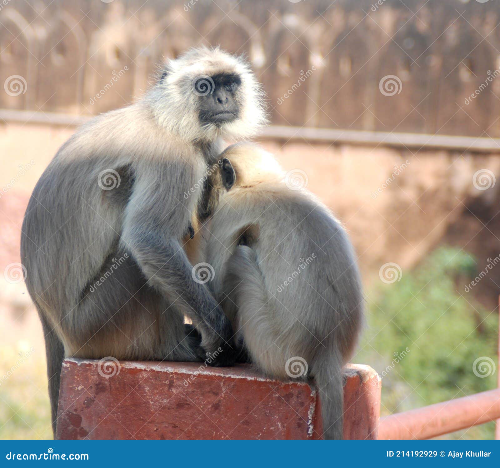 A Monkey Caring To Eachother Stock Image - Image of alone, roof: 214192929