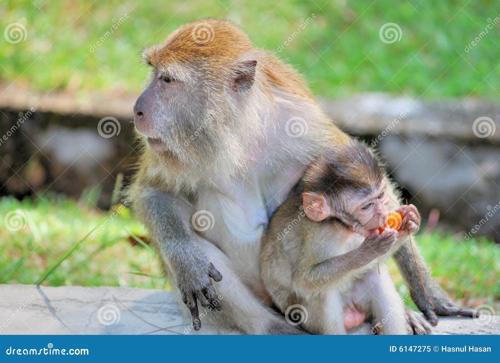 Monkey Caring for it S Young Stock Image - Image of baby, look: 6147275
