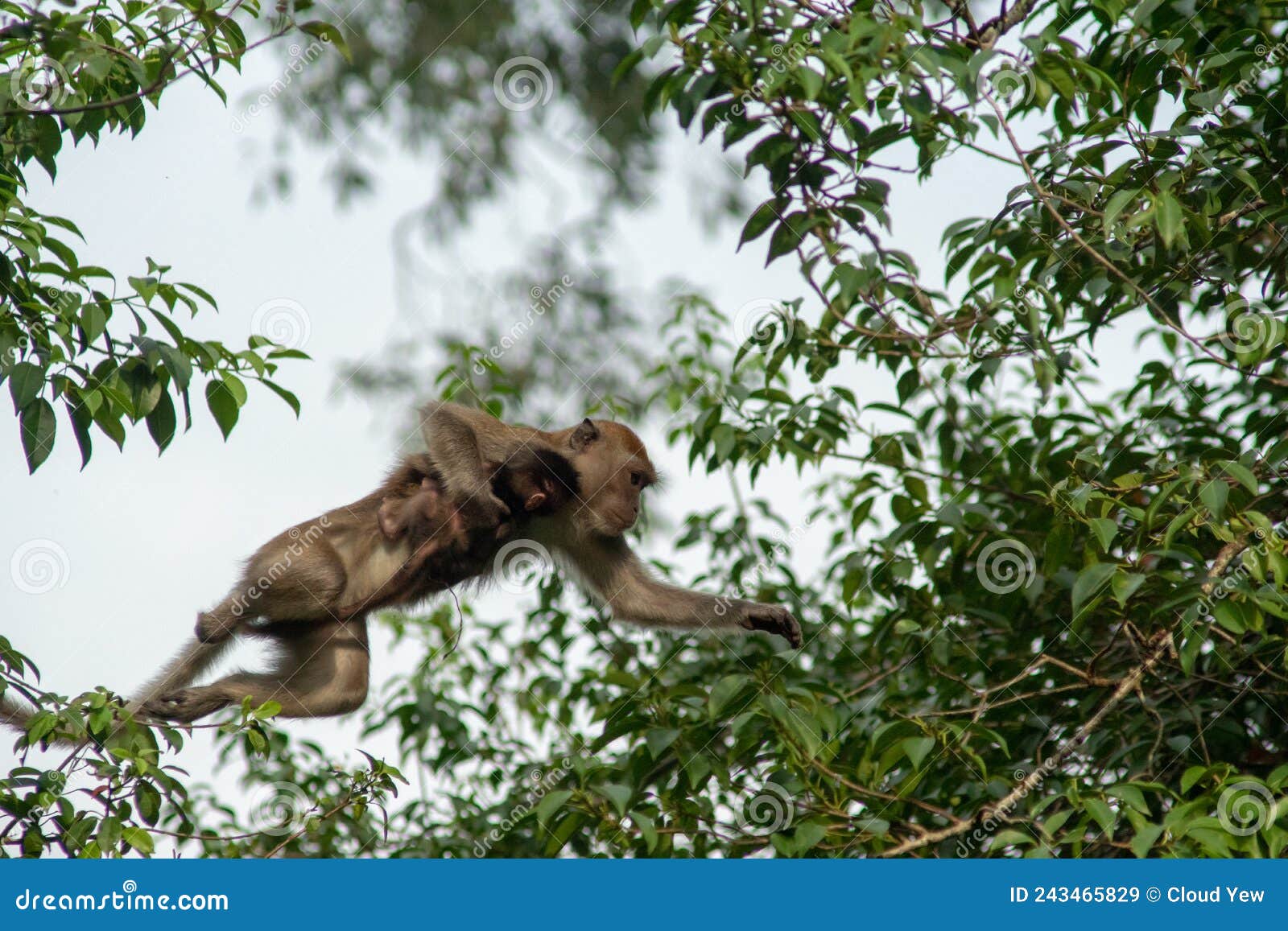 Monkey Carry Baby Jump the Tree Stock Image - Image of tropical ...
